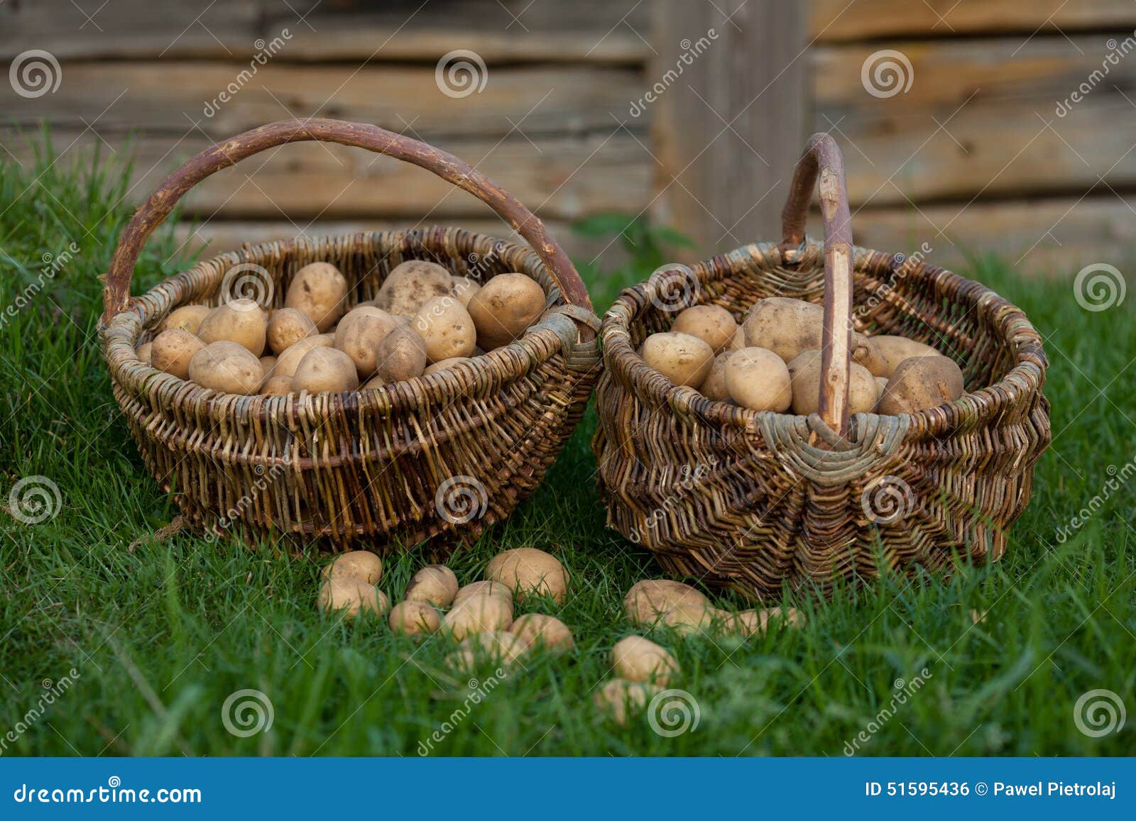 Two baskets of potatoes stock photo. Image of cook, cultivate - 51595436