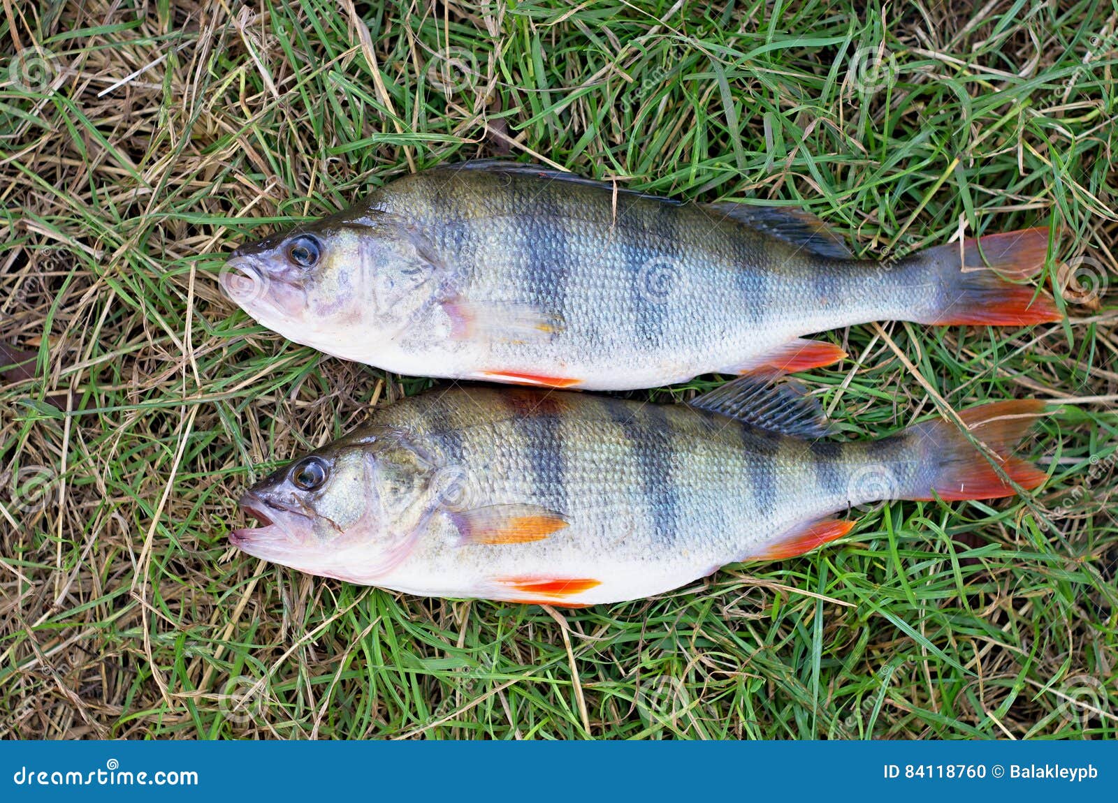 Two bass caught stock photo. Image of summer, fishing - 84118760
