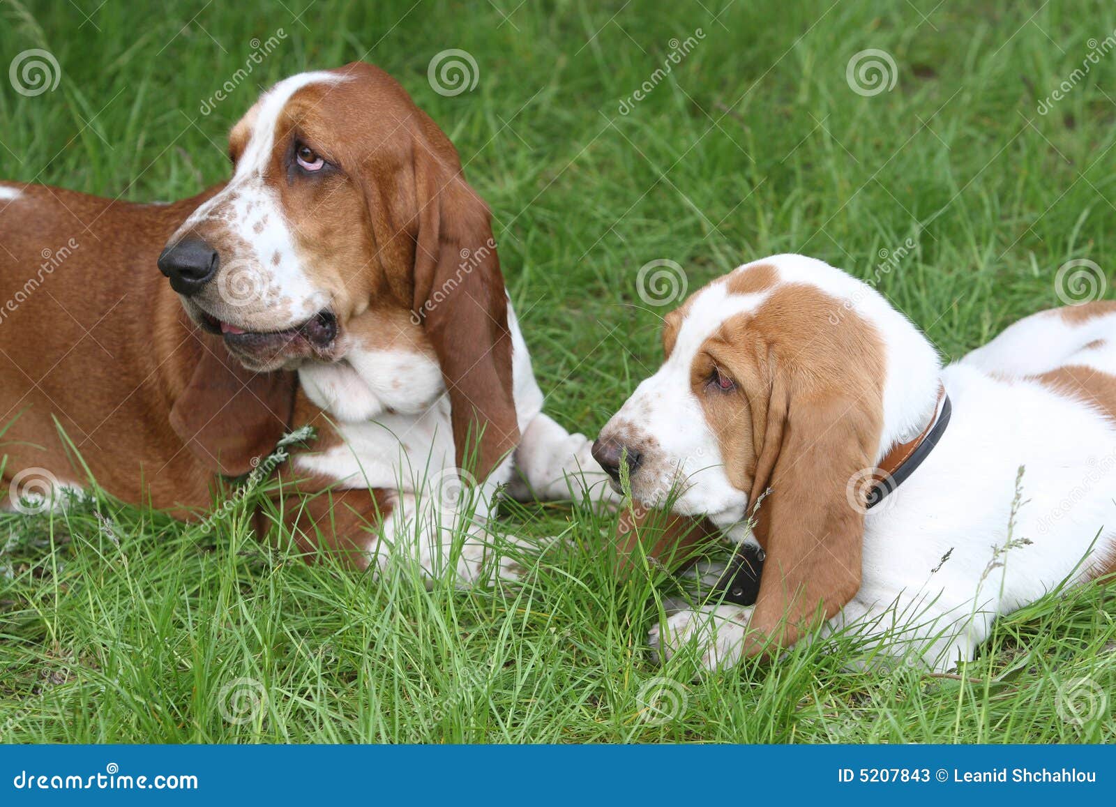 Two Basset Hound stock image. Image of brown, lawn, basset - 5207843
