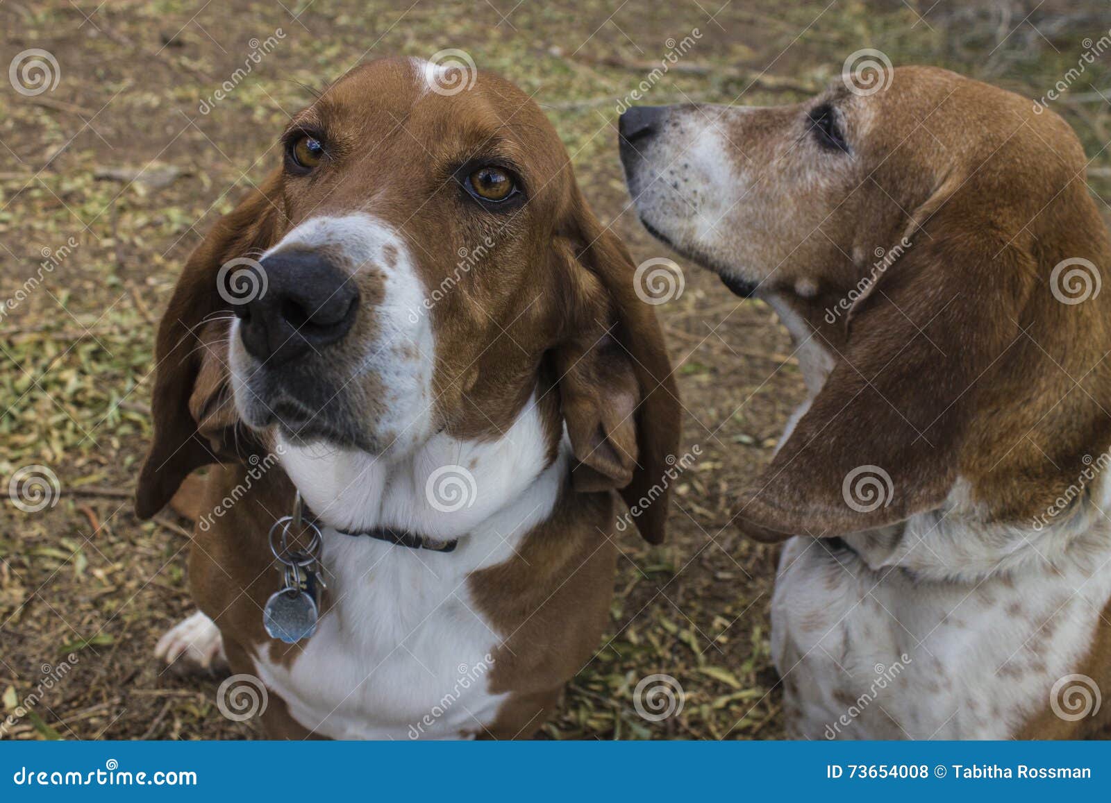 Two basset hounds friends stock photo. Image of friends - 73654008