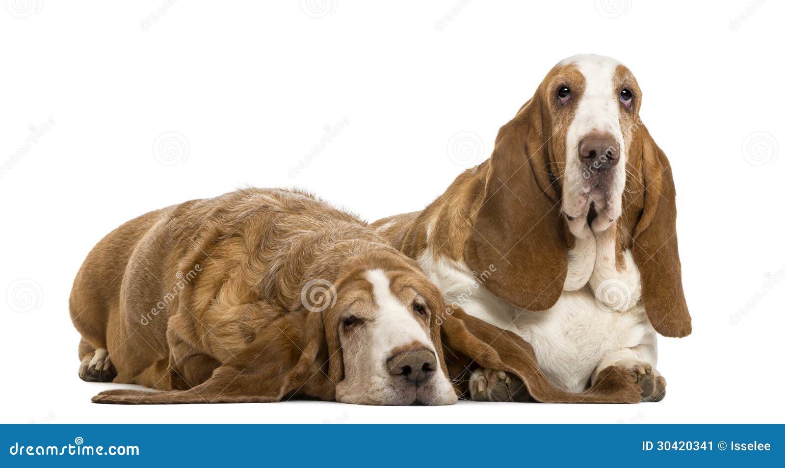 Two Basset Hounds lying stock image. Image of mammal - 30420341