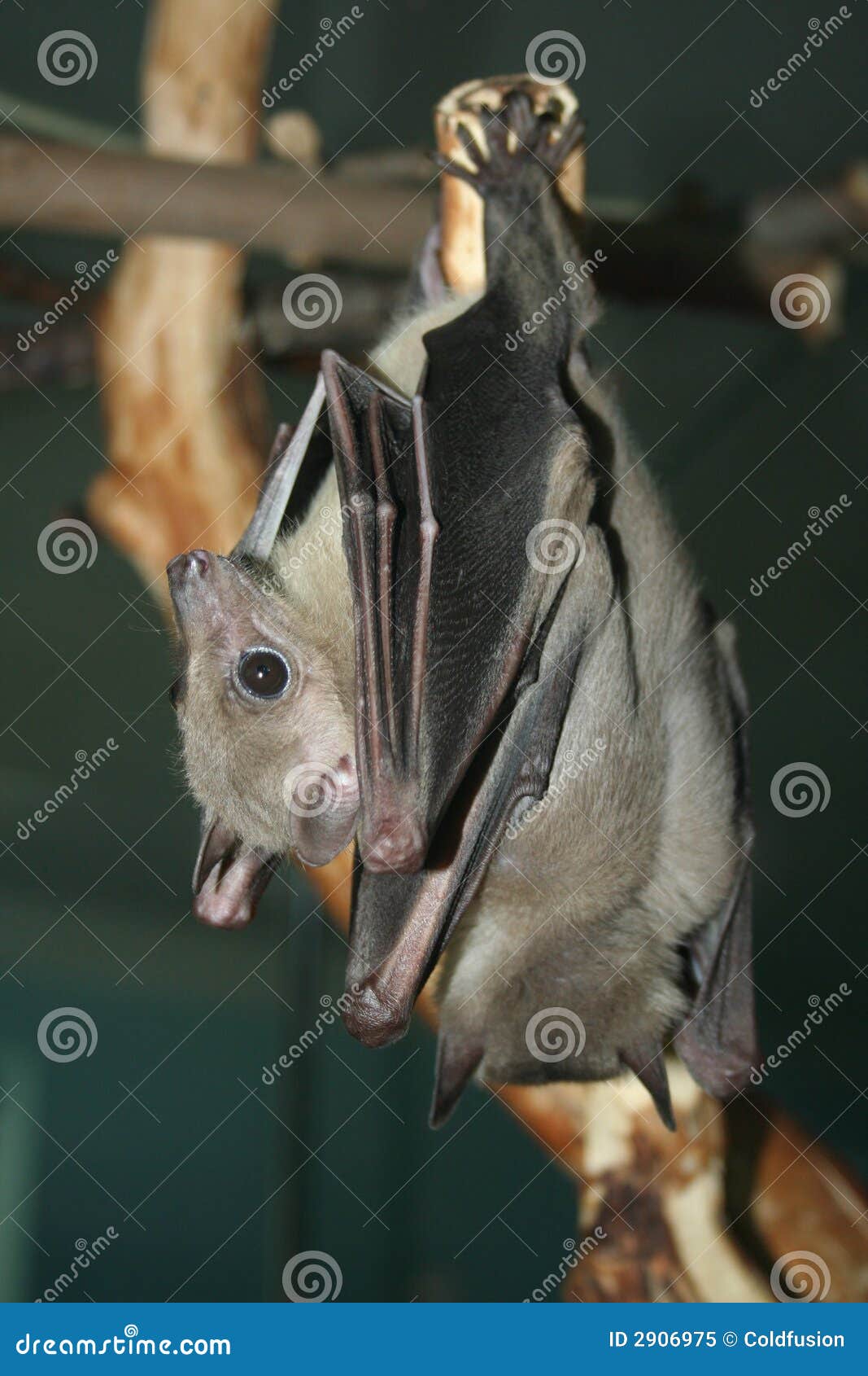 Two bat s stock image. Image of microchiroptera, dark - 2906975