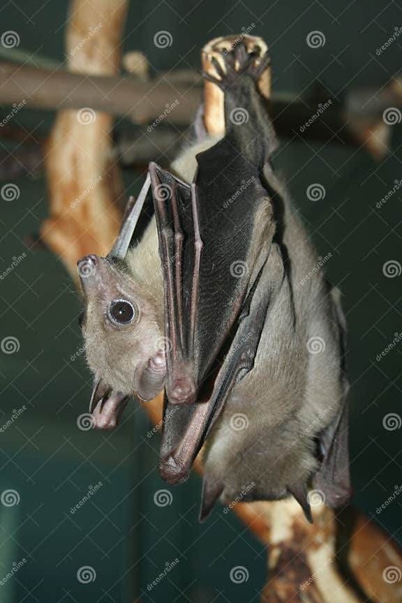 Two bat s stock image. Image of microchiroptera, dark - 2906975