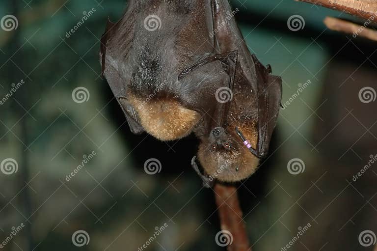 Two Bats stock photo. Image of nocturn, radar, midnight - 169964