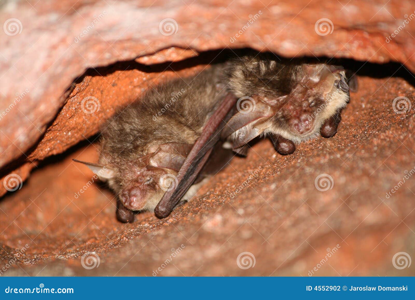 Two bats stock photo. Image of military, animal, brown - 4552902