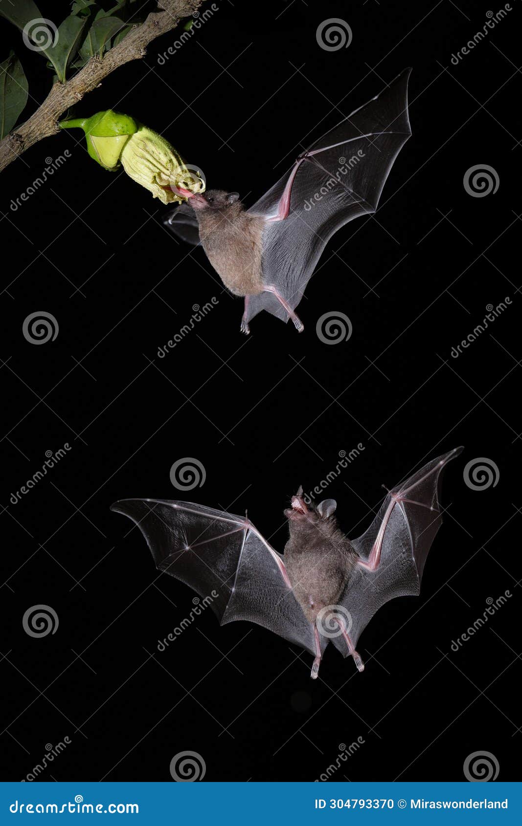 Two Bats Flying in De Dark, Looking for Food Stock Photo - Image of ...