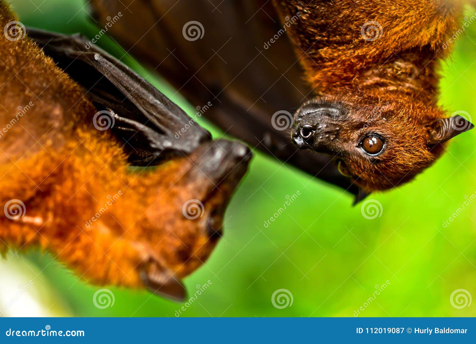 Two Bats Hanging stock image. Image of nature, garden - 112019087