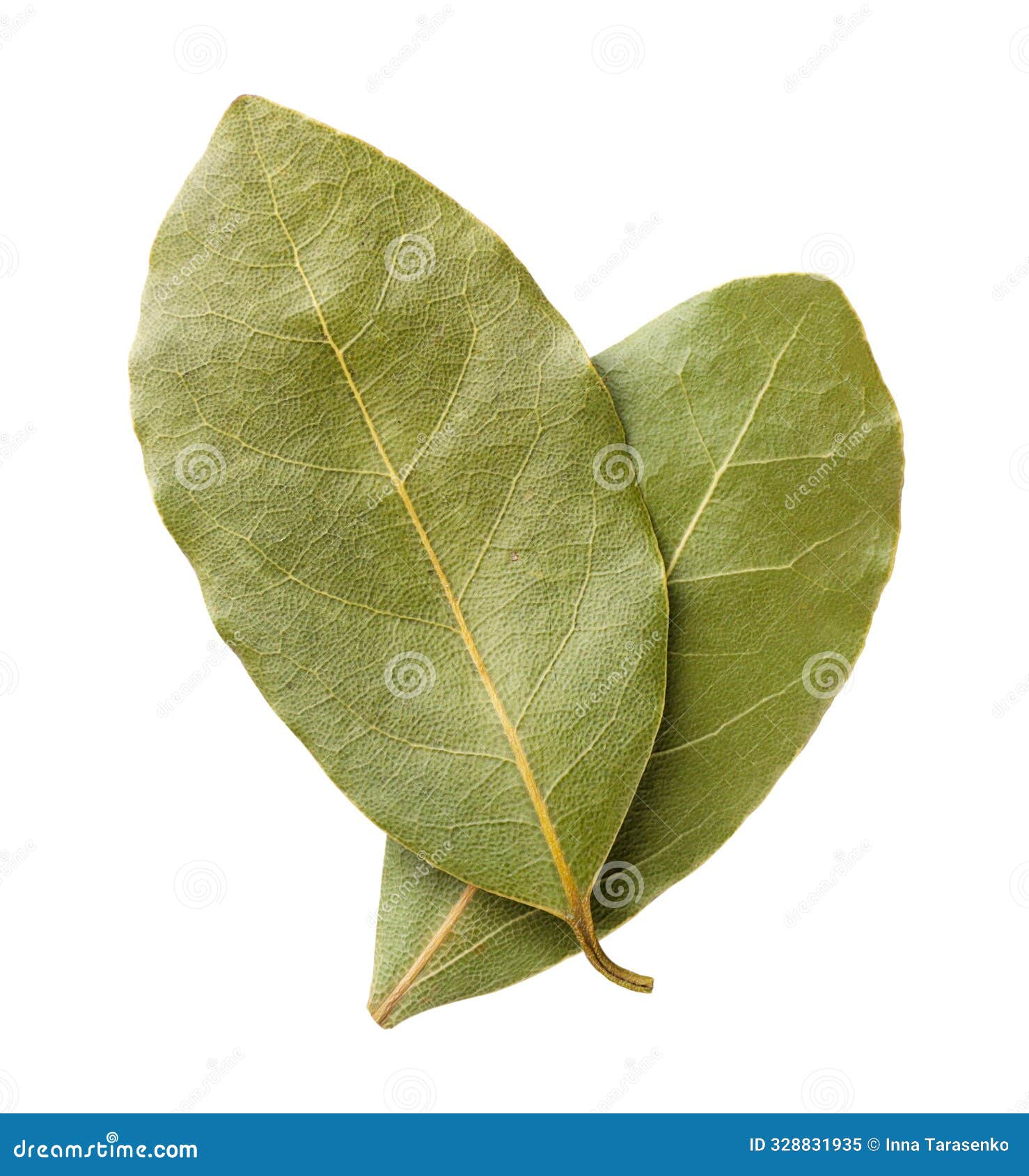 Two Bay Leaves Cut Out on White Background Stock Image - Image of leaf ...