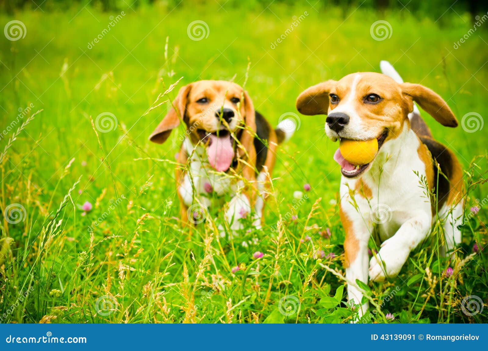 Two beagle stock image. Image of friendship, lovely, nature - 43139091