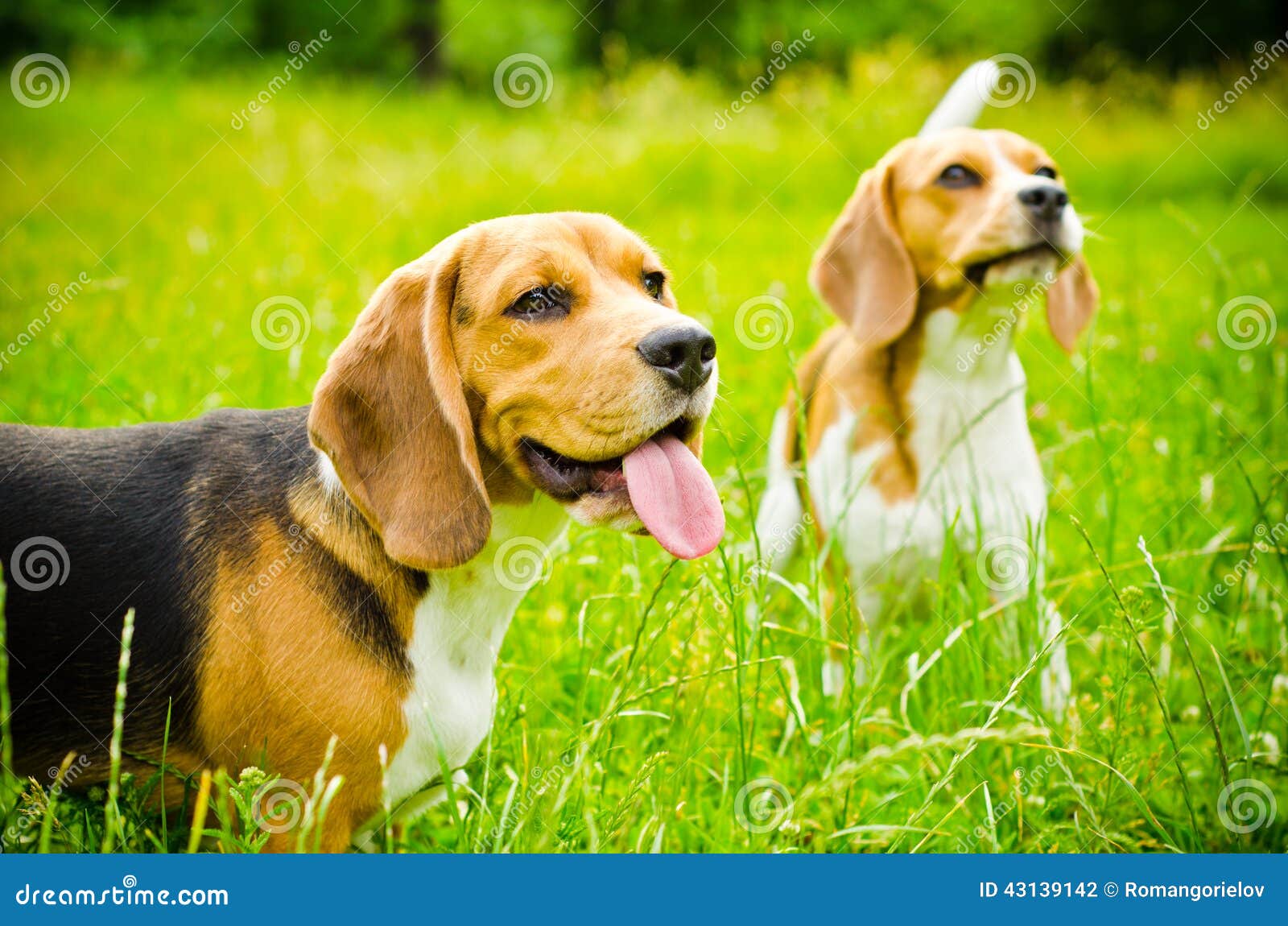 Two beagle stock photo. Image of portrait, fresh, happy - 43139142