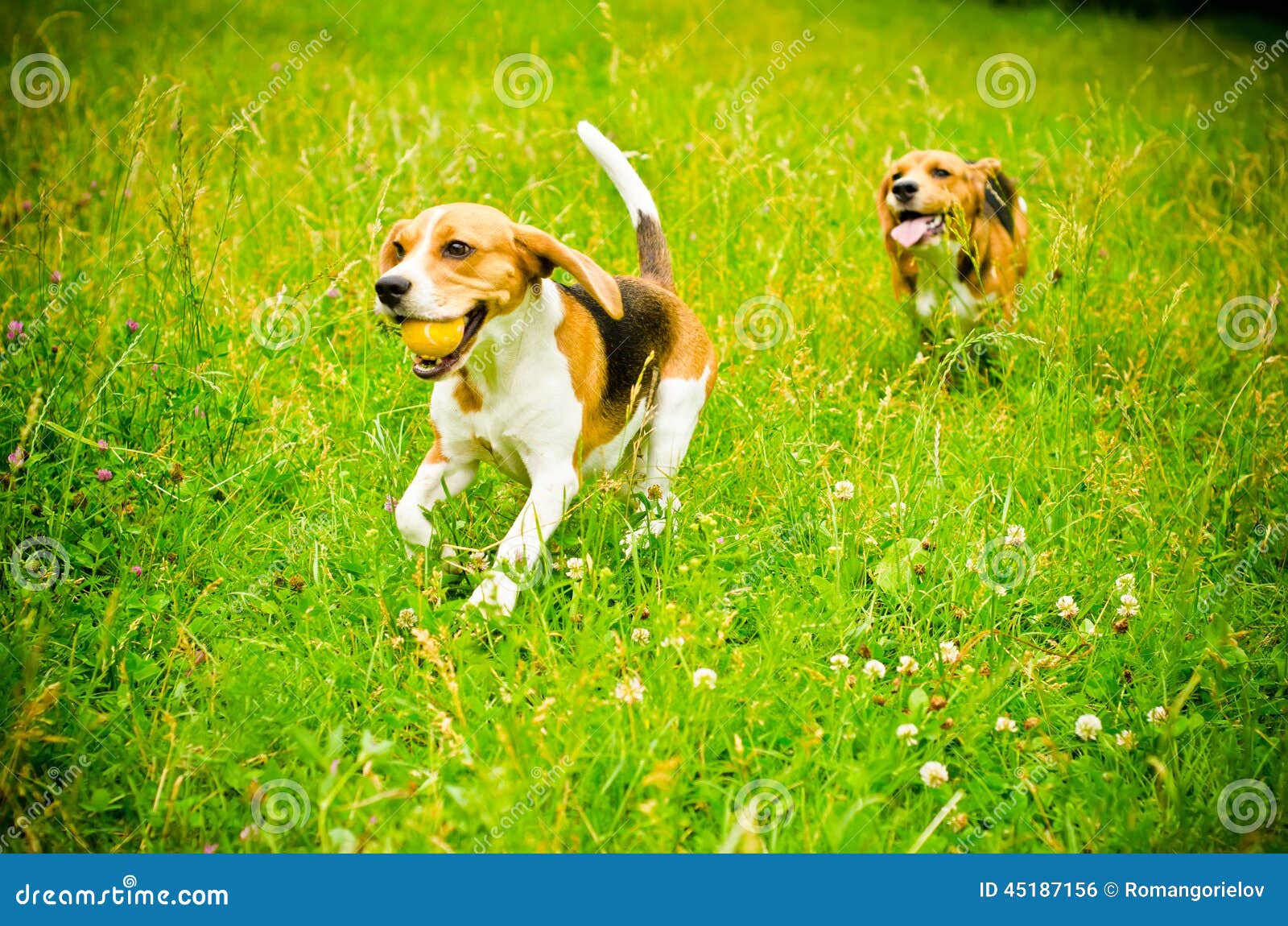 Two beagle stock photo. Image of friendship, cute, doggy - 45187156