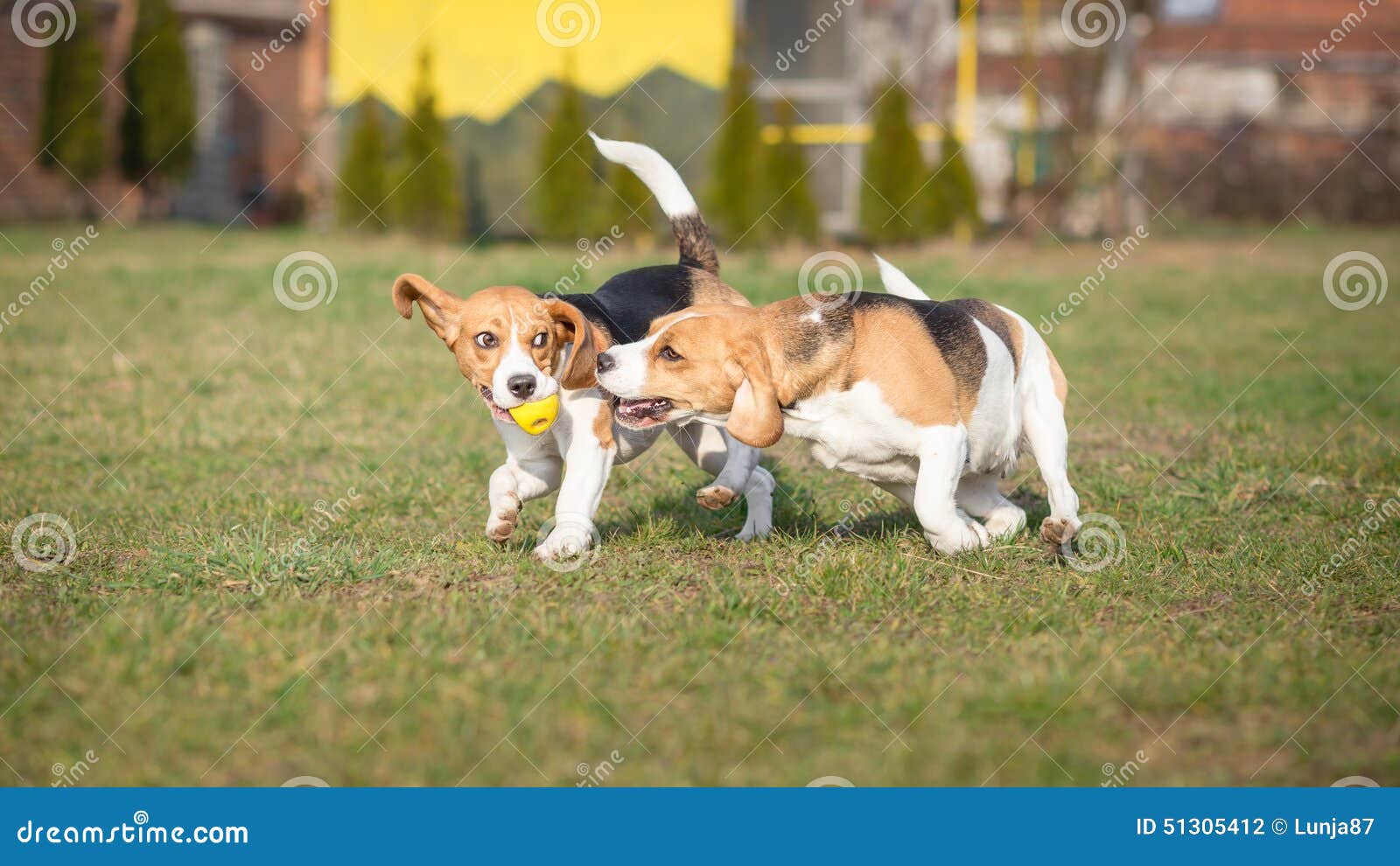 Two Beagle dogs stock photo. Image of focus, grass, game - 51305412
