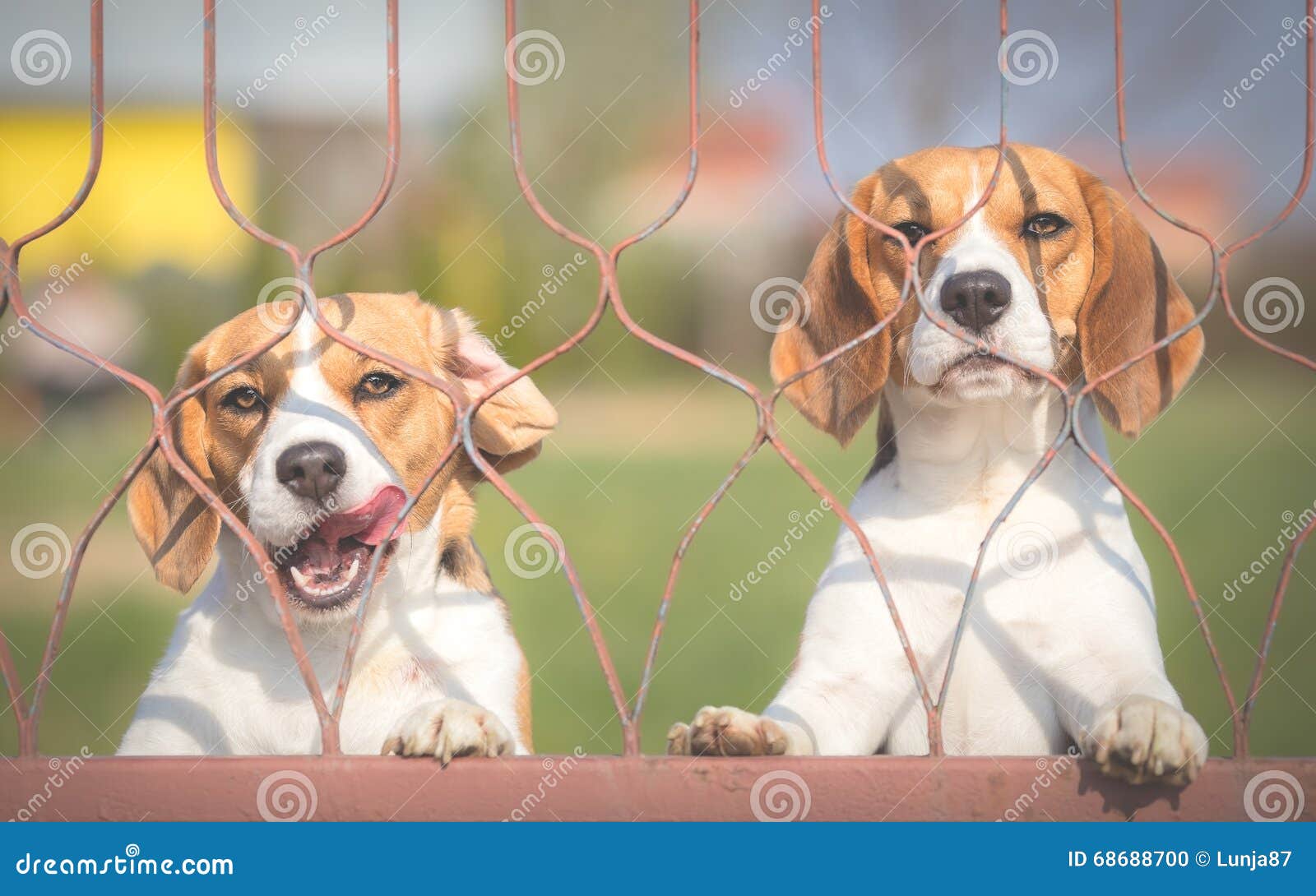 Two Beagle dogs stock photo. Image of obedience, domestic - 68688700