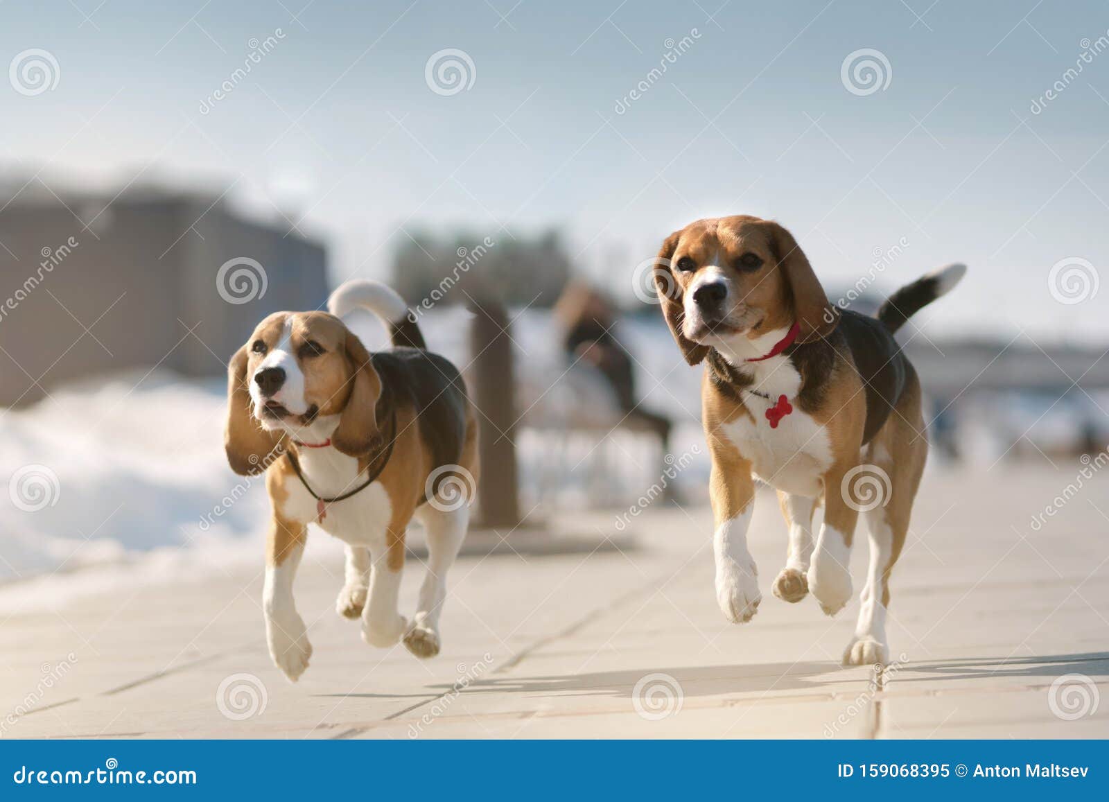 Two Beagle Dogs. Outdoor stock image. Image of thoroughbred - 159068395