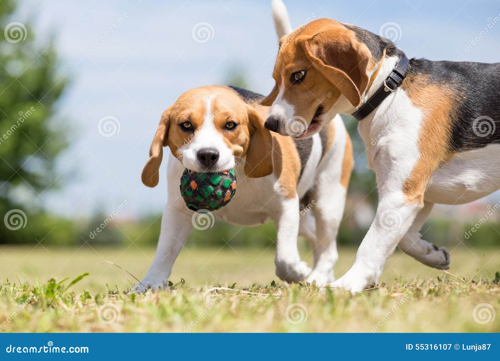 Two Beagle dogs playing stock image. Image of jump, mammal - 55316107