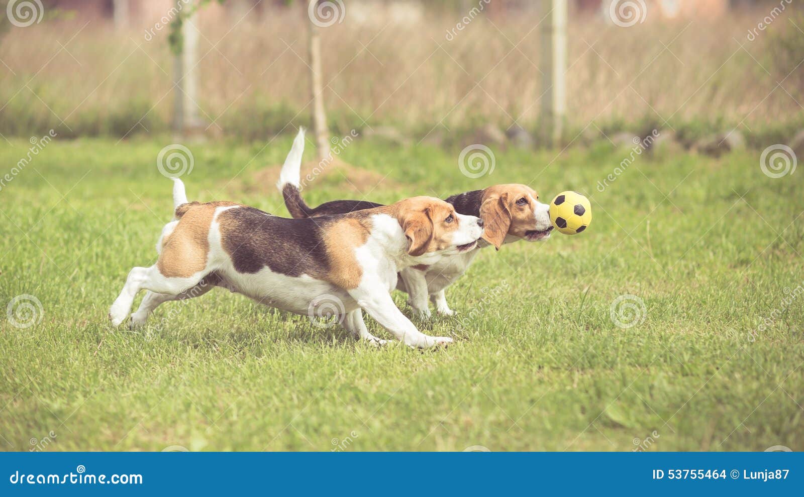 Two Beagle Dogs in run stock photo. Image of motion, cute - 53755464