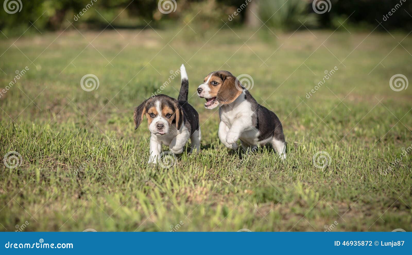 Two Beagle puppies play stock photo. Image of summer - 46935872