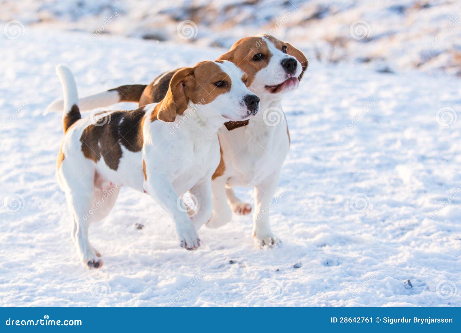 Two Beagles stock image. Image of brown, happy, frosen - 28642761