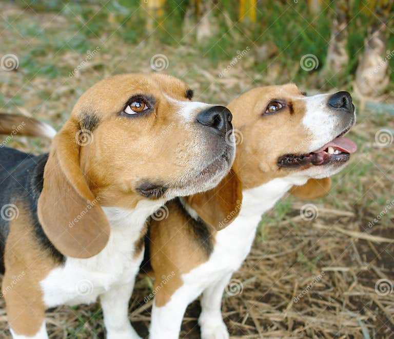 Two beagles stock image. Image of standing, looking, purebred - 6854987