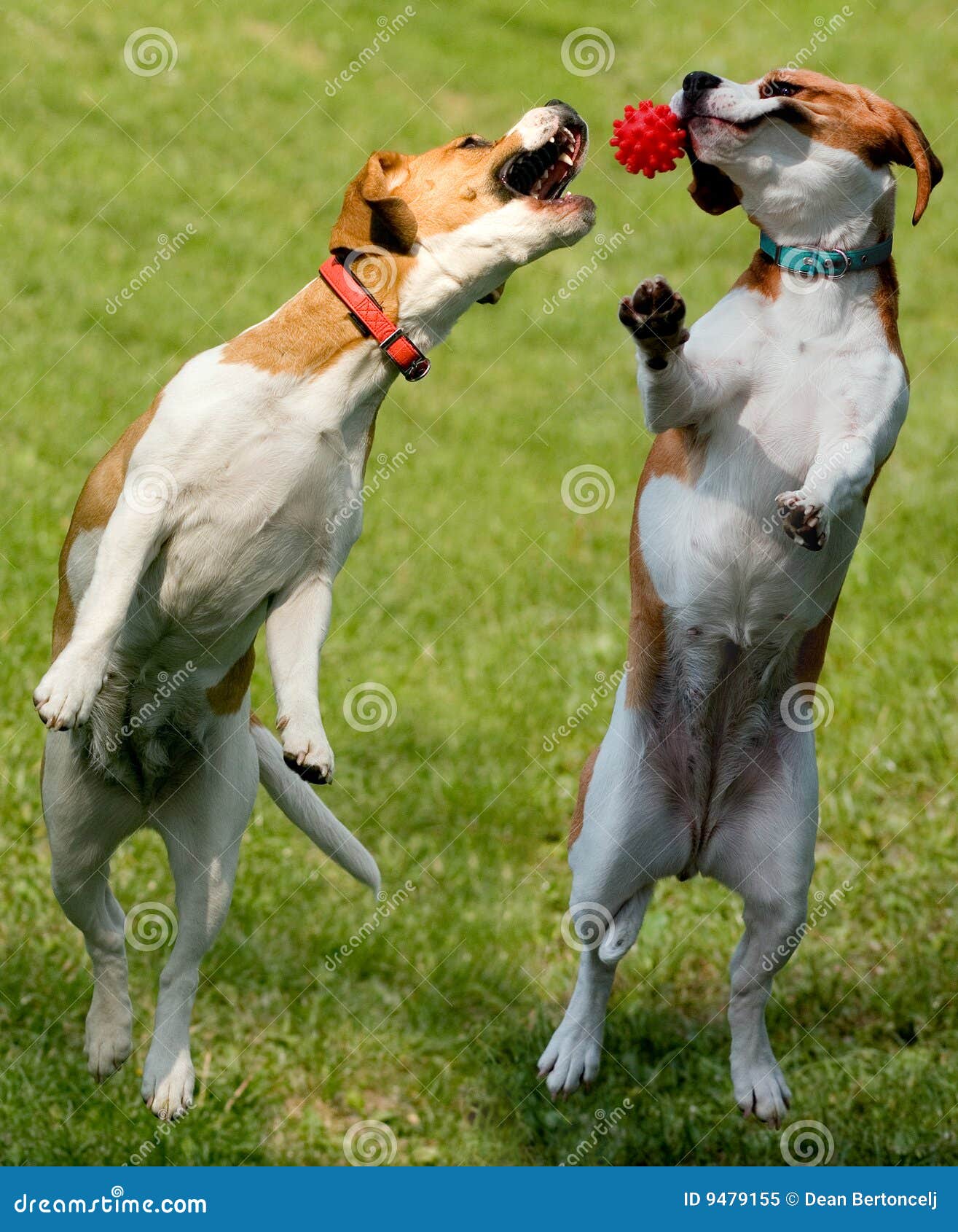Two beagles with ball stock image. Image of enjoy, outdoors - 9479155