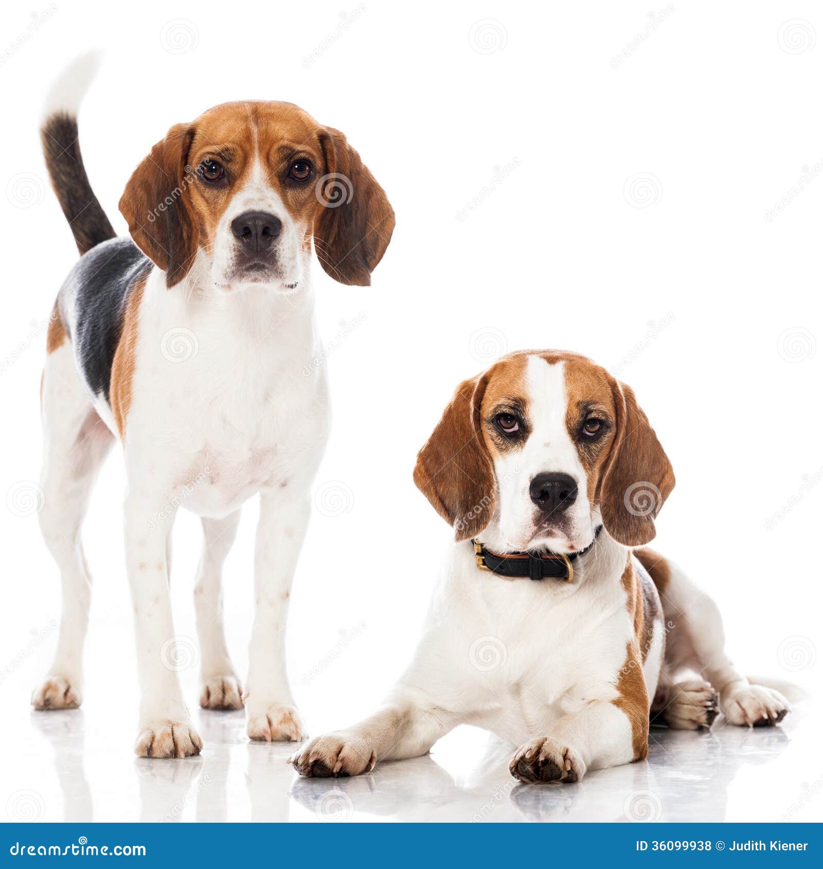 What Two Dogs Make A Beagle at George Delano blog