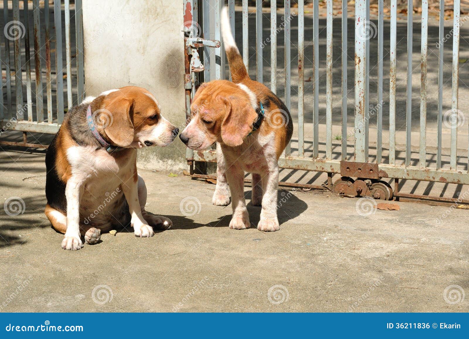 Two Beagles are Loving, Amatory Stock Photo - Image of looking ...
