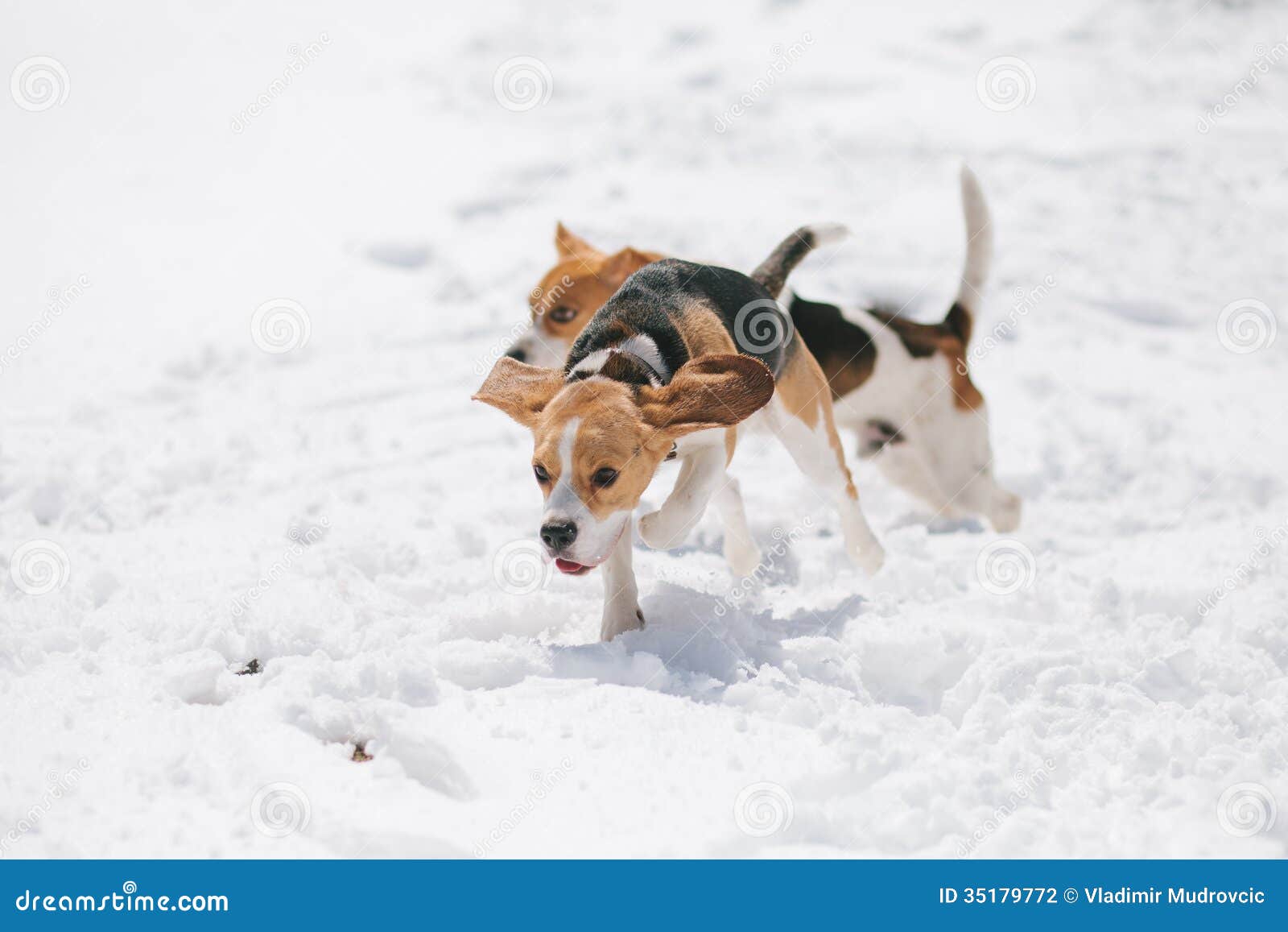 Two Beagles Running in Snow Stock Photo - Image of tail, motivation ...