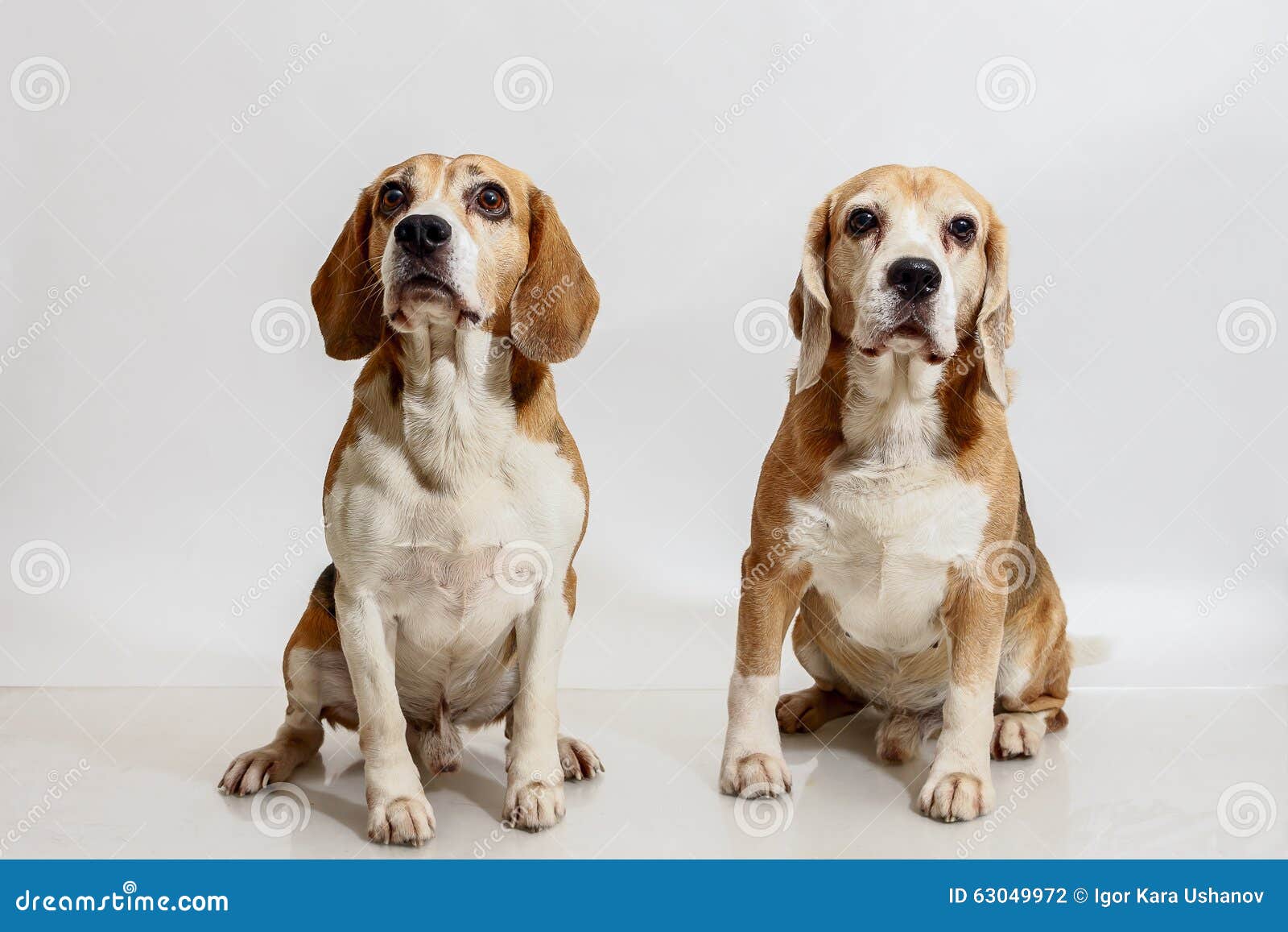 Two Beagles stock photo. Image of white, hound, background - 63049972