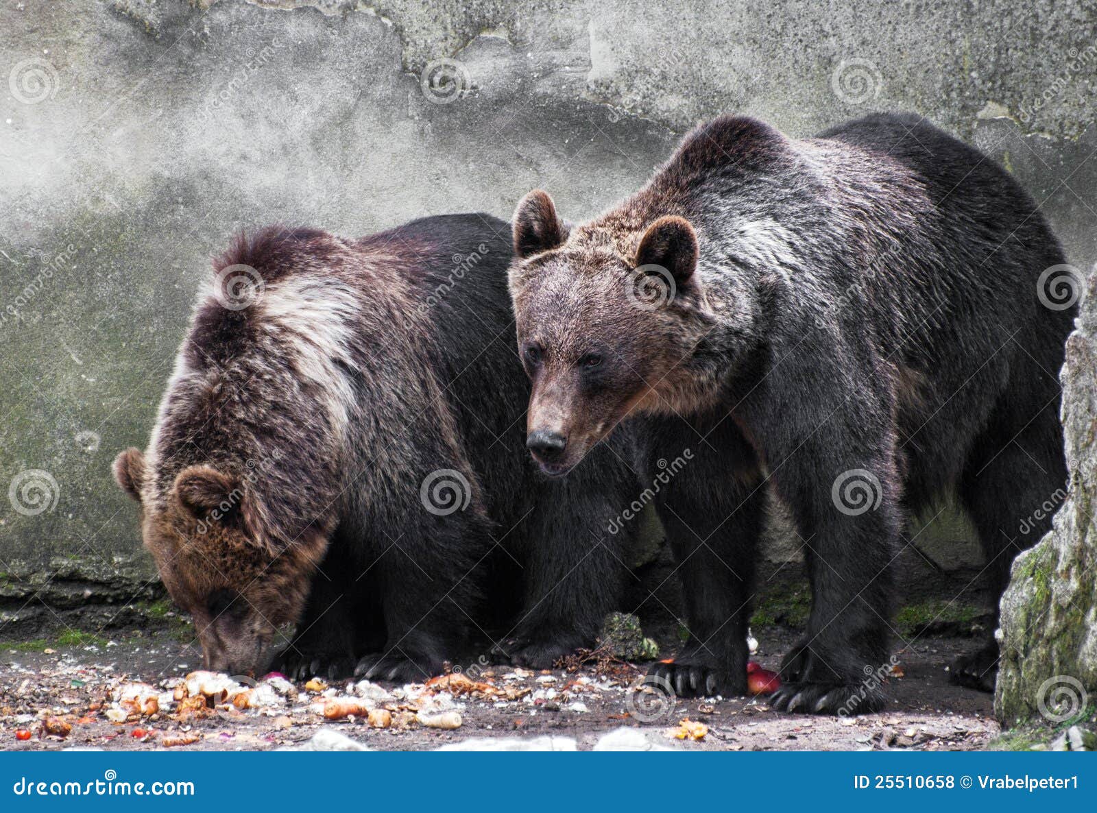 Two Bear Brothers (Ursus Arctos) Stock Photo - Image of looking, baby ...