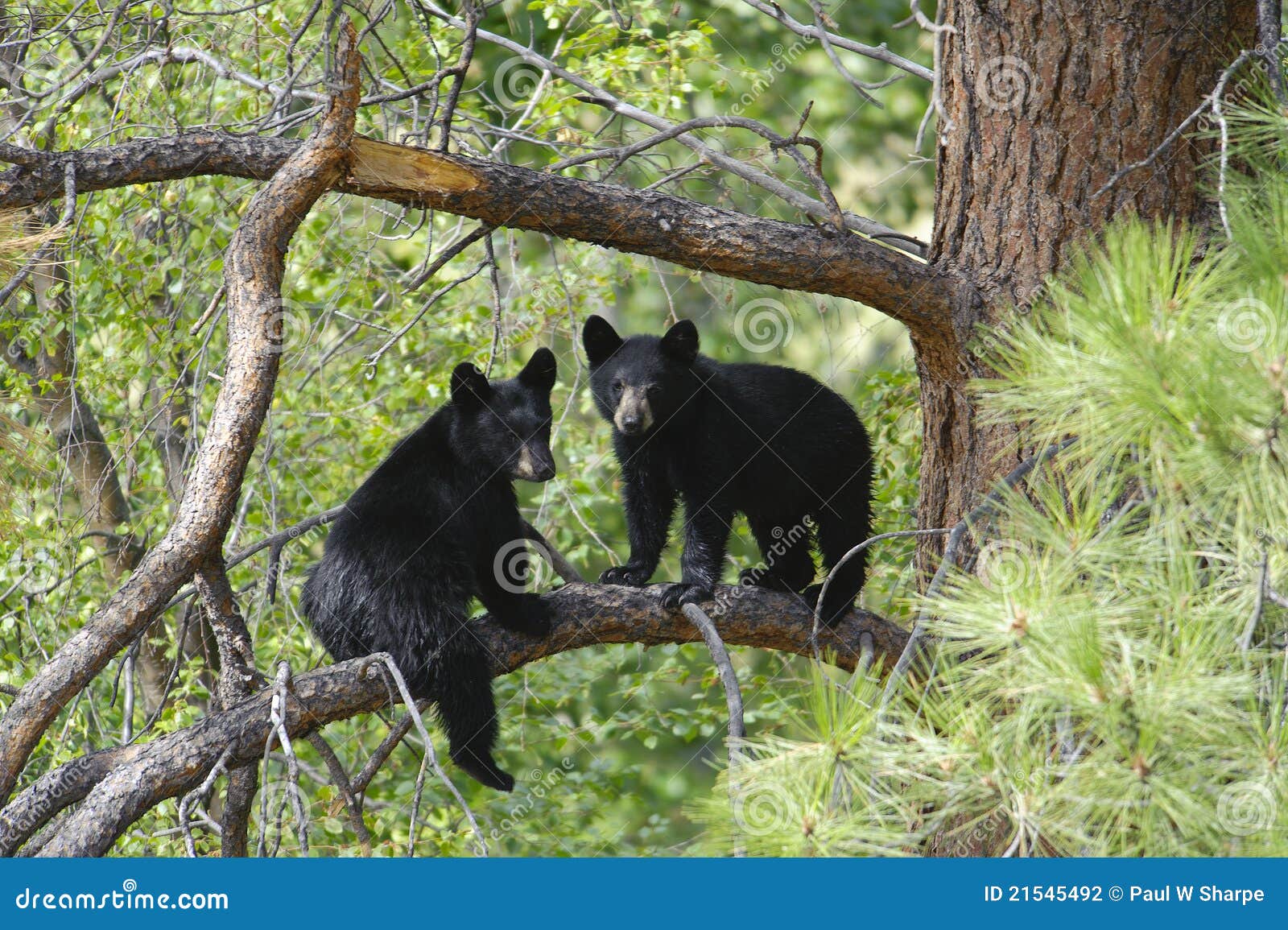 Bear Cubs On Tree Royalty-Free Stock Photo | CartoonDealer.com #31463295