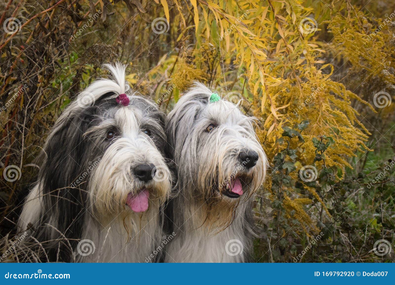 Two Bearded Collies are Sitting Under the Yellow Flower. Stock Photo ...