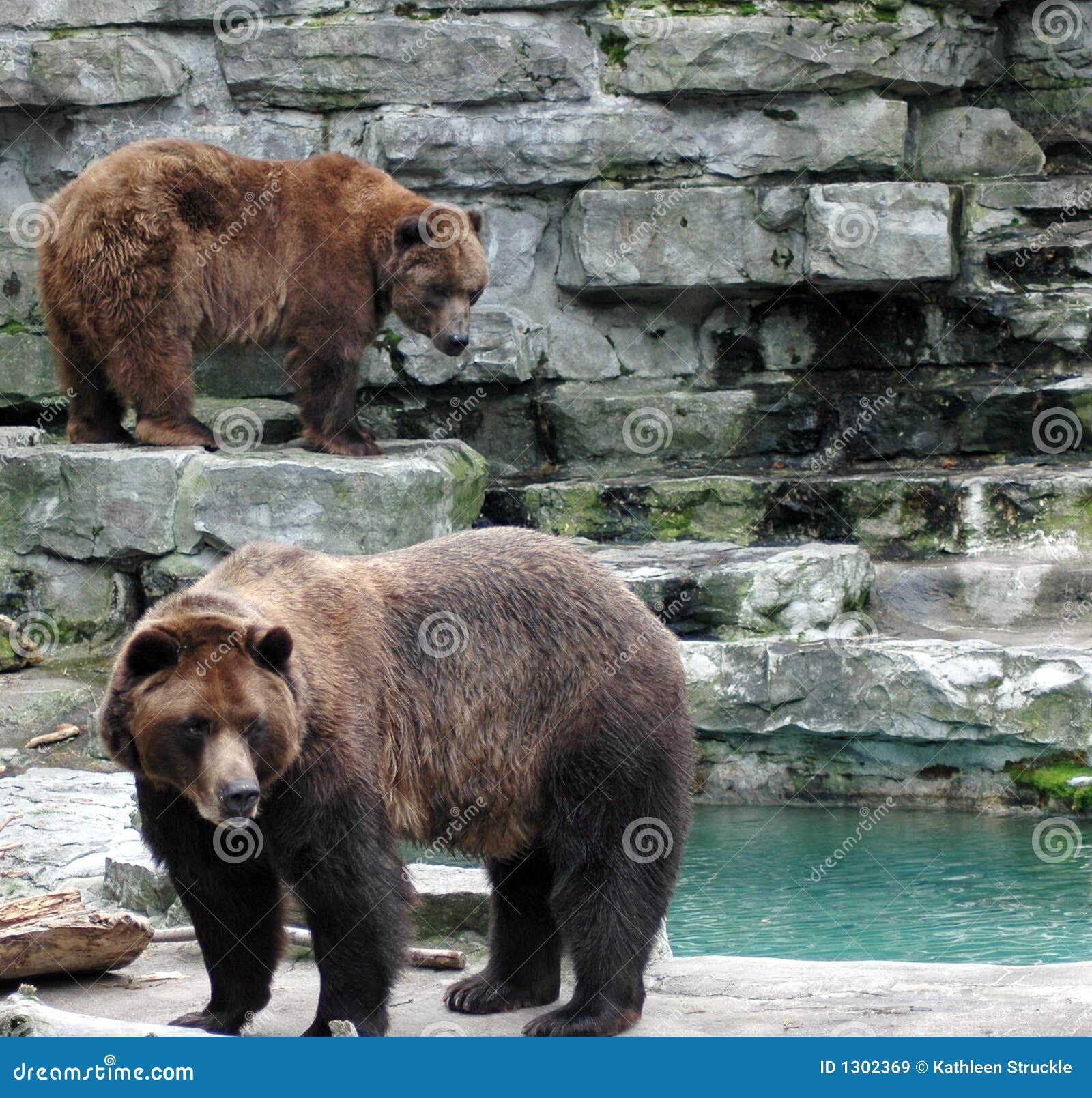 Two Bears stock image. Image of nature, dangerous, legs - 1302369