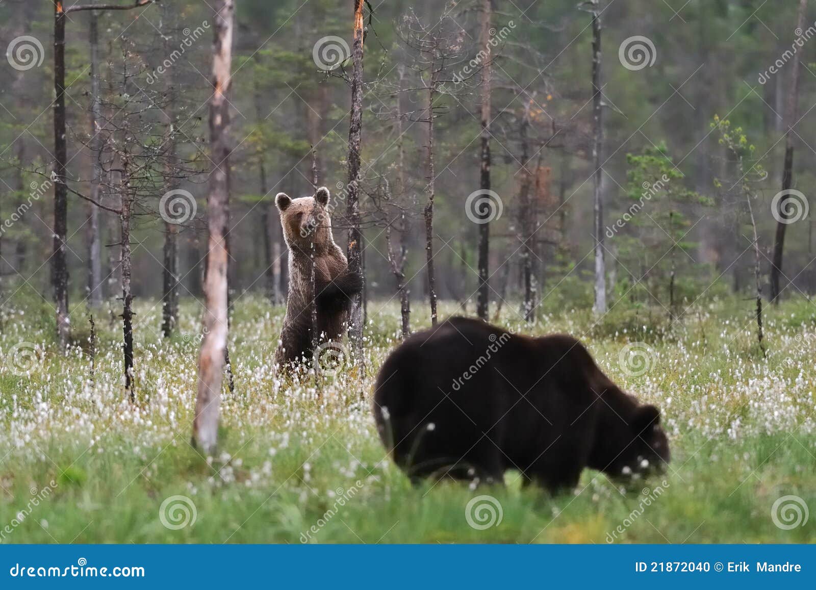 Two bears stock photo. Image of wildlife, feet, animal - 21872040