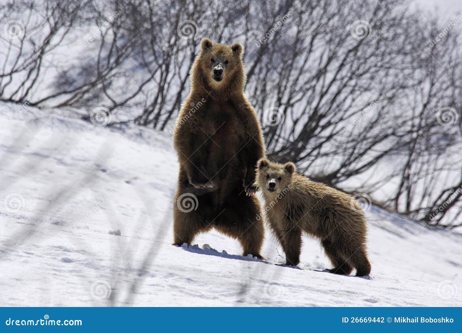 Two bears stock photo. Image of portrait, wool, nature - 26669442