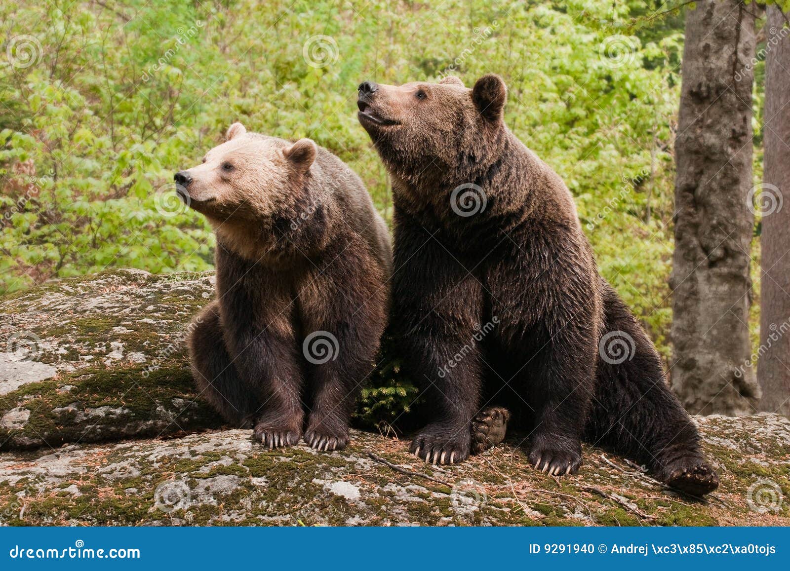 Two bears stock photo. Image of power, hunter, strong - 9291940