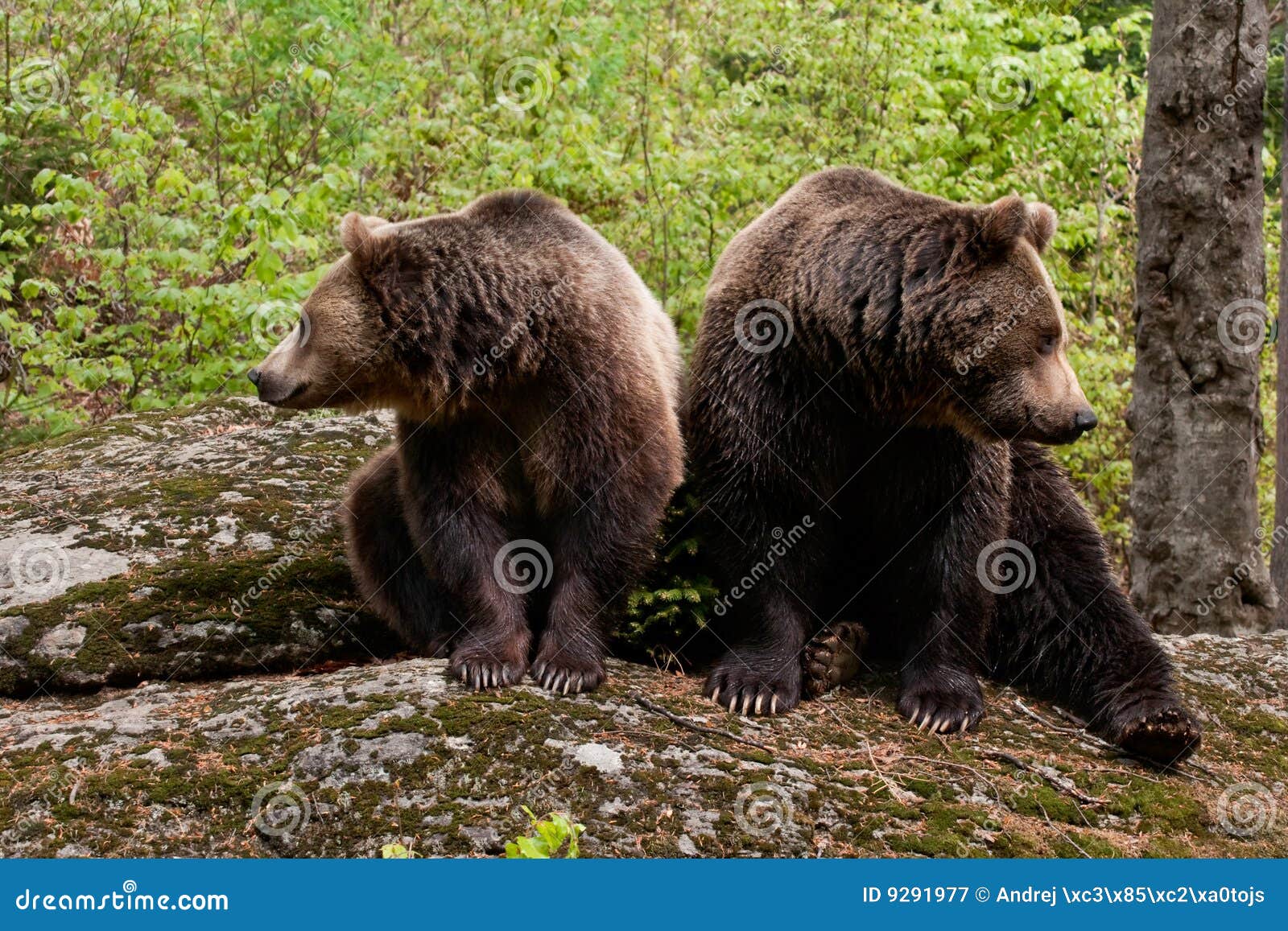 Two bears stock image. Image of wild, furry, predator - 9291977