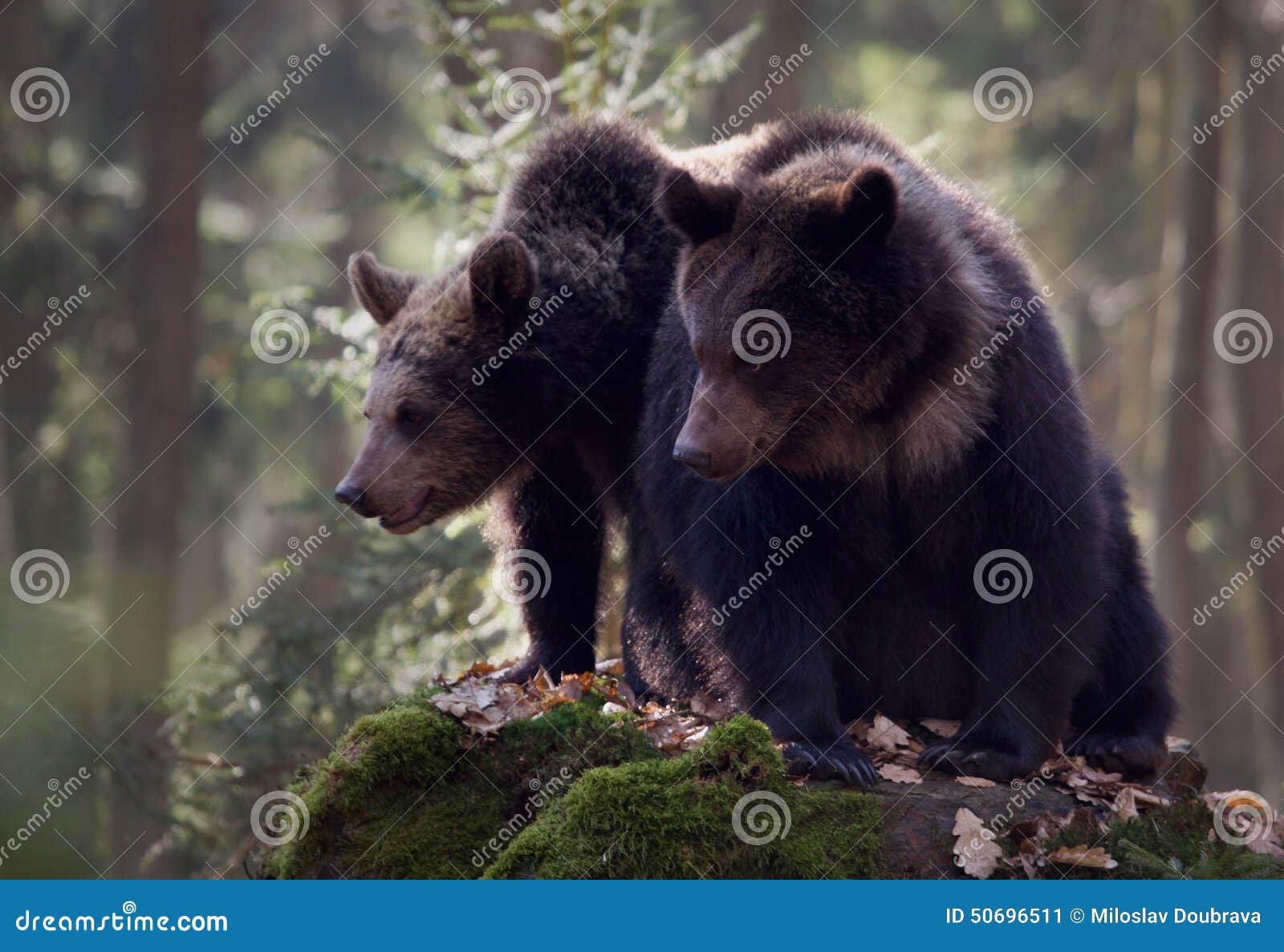Two bears stock image. Image of animals, czech, brown - 50696511