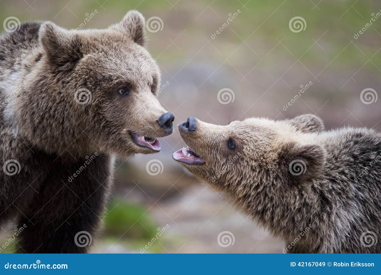 Two bears in close-up stock image. Image of meeting, finland - 42167049