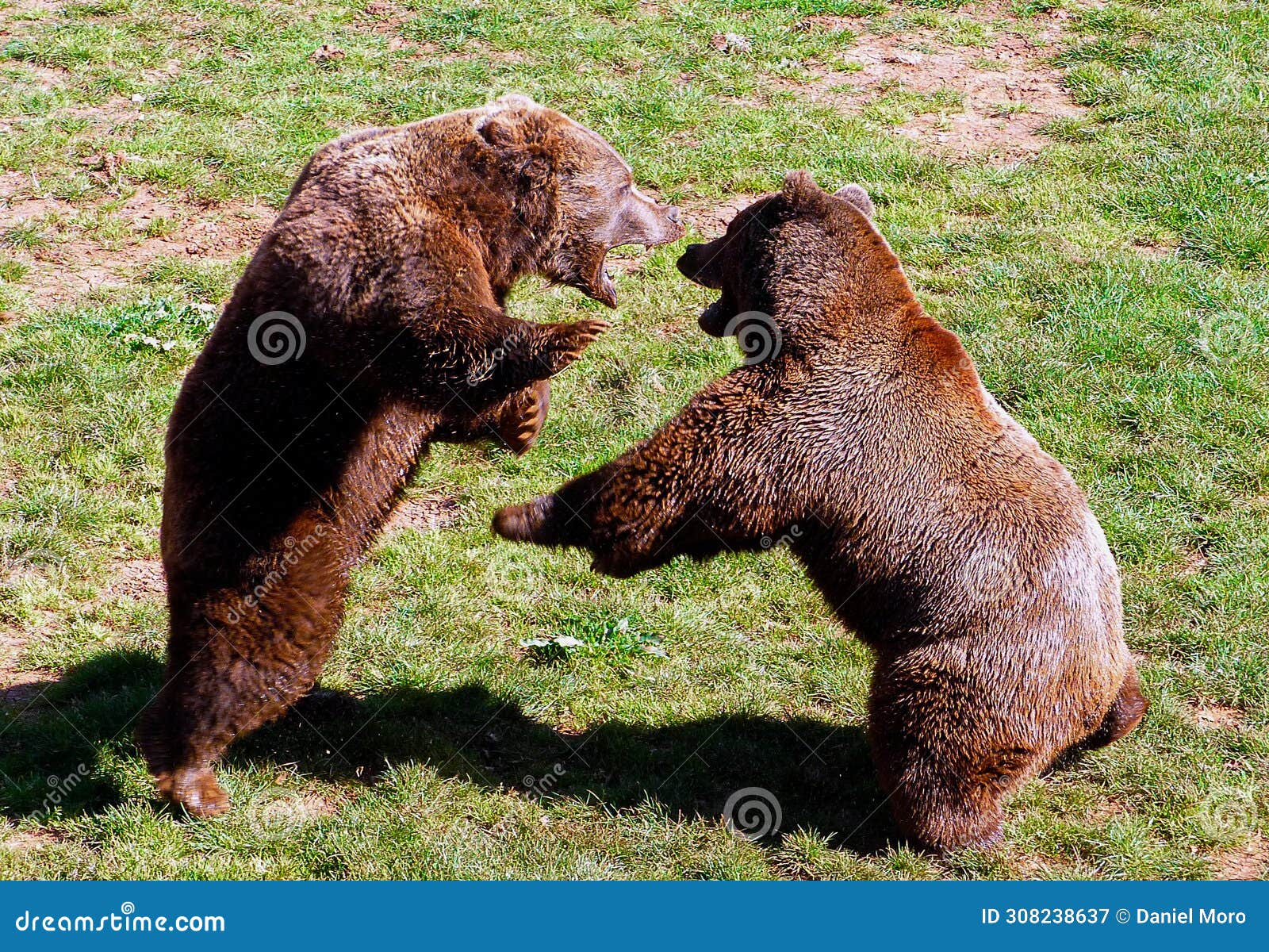 Two Bears in a Fierce Fight on a Grassy Ground Stock Image - Image of ...