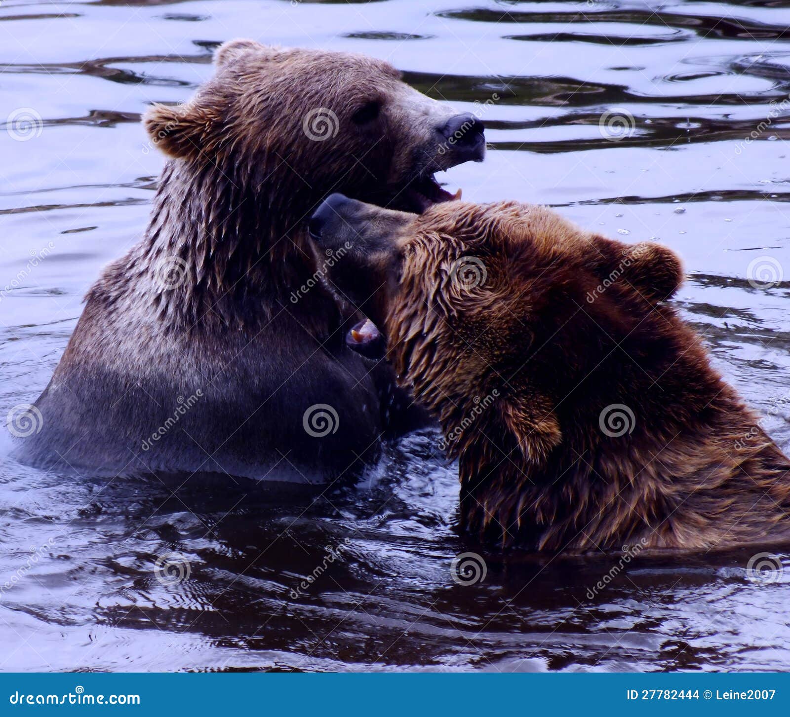 Two bears fighting stock photo. Image of brown, wild - 27782444