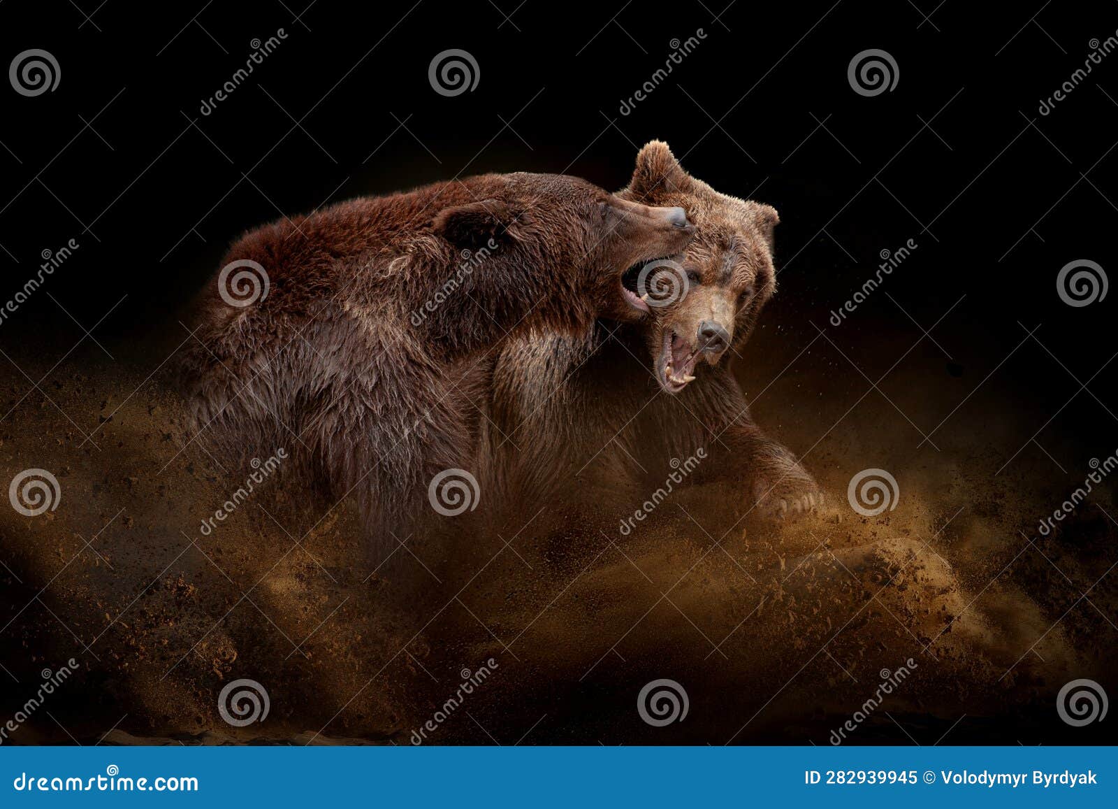 Two Bears are Fighting in the Sand and Dust on a Dark Background Stock ...