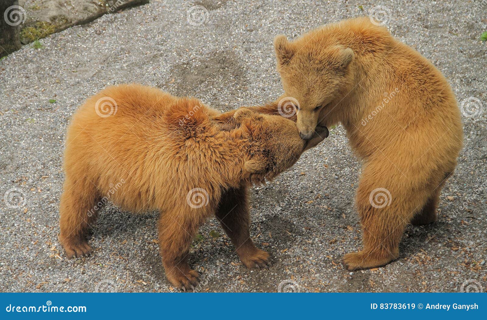 Two Bears Having Fun Playing with Each Other Stock Image - Image of ...