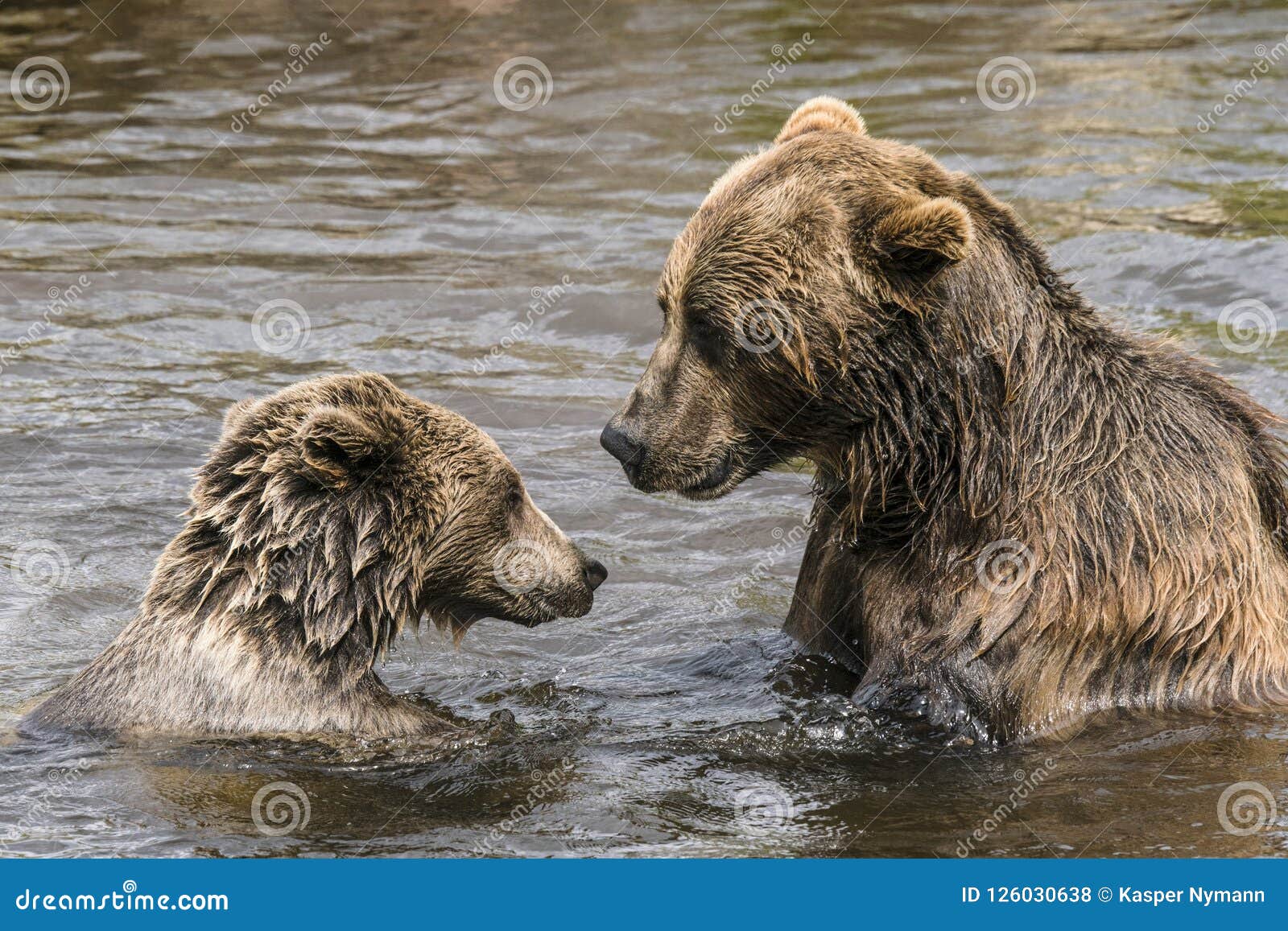 Two Bears Having a Serious Conversation Stock Photo - Image of close ...