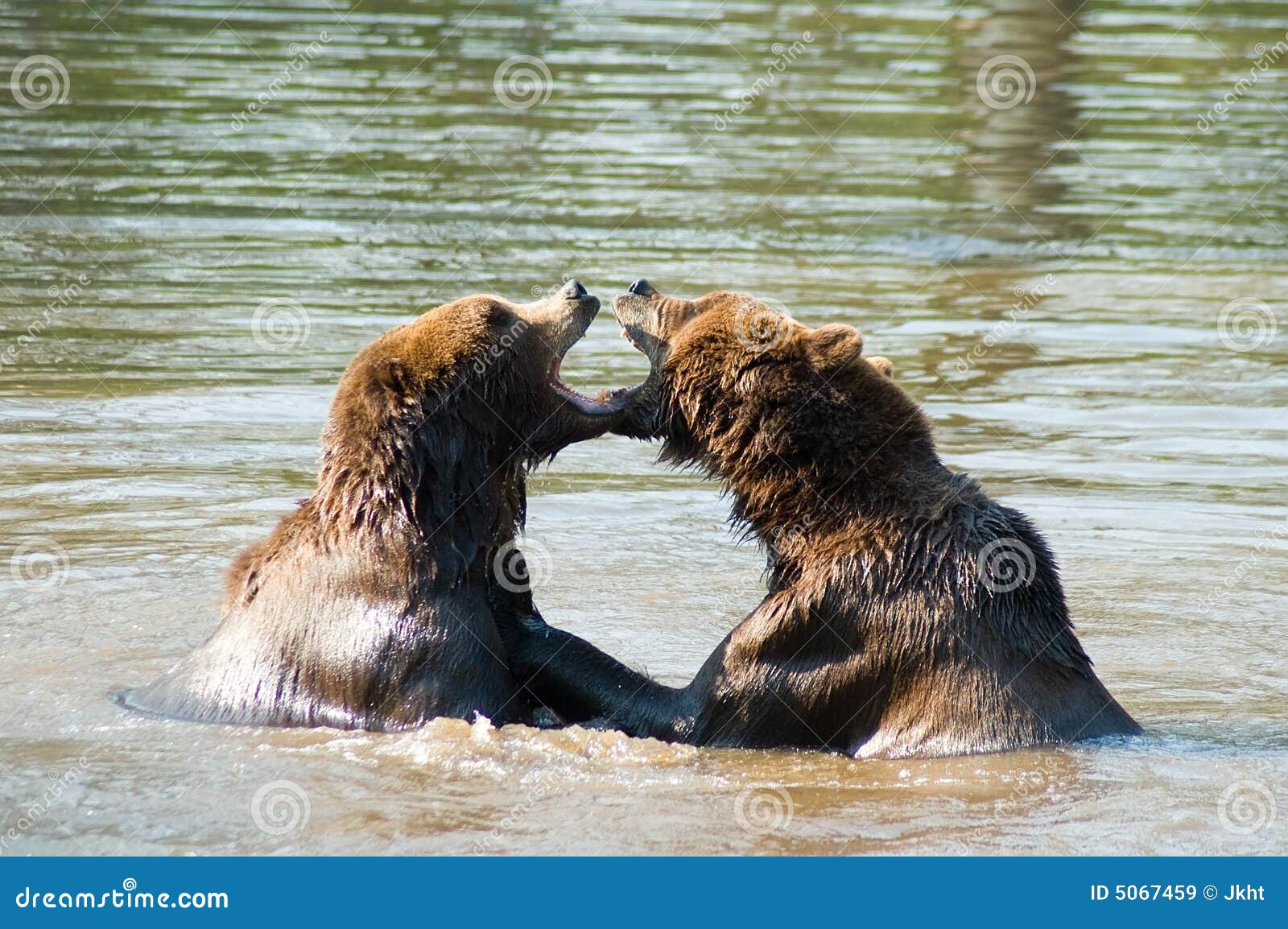 Two bears playing stock image. Image of environmental - 5067459
