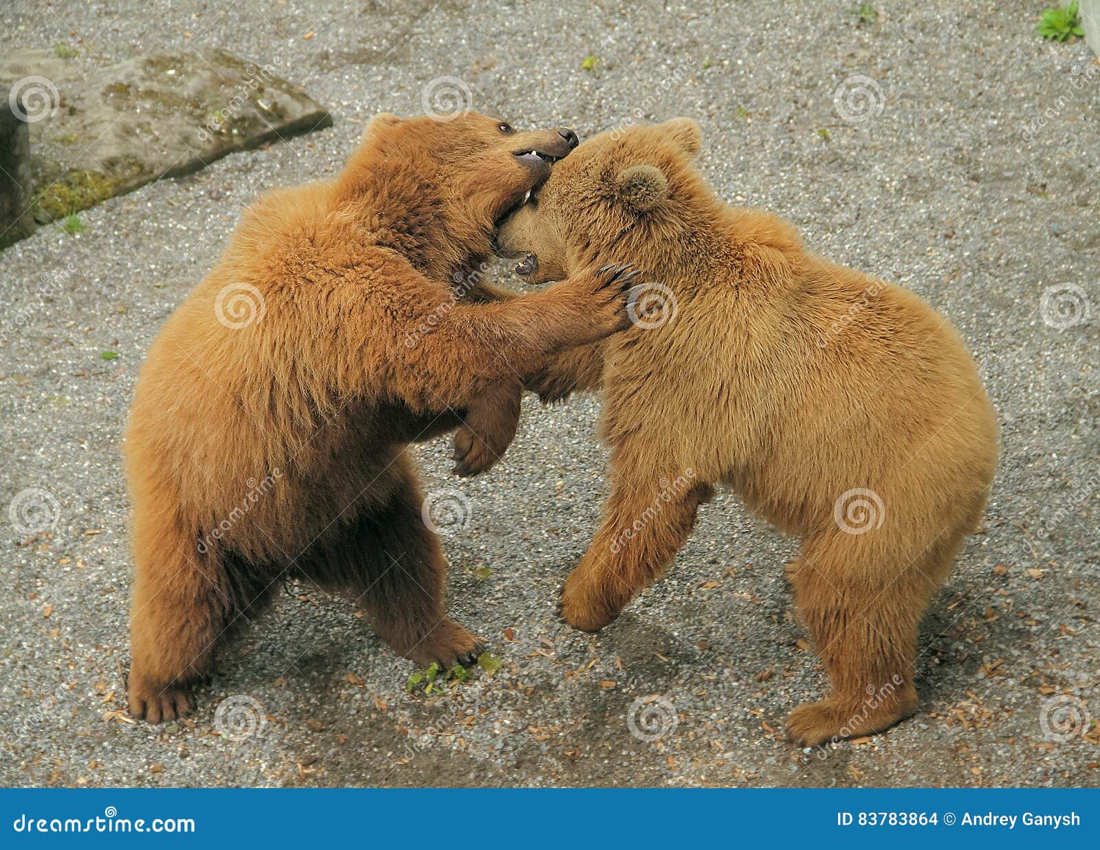 Two Bears Playing and Biting Each Other Stock Photo - Image of ginger ...