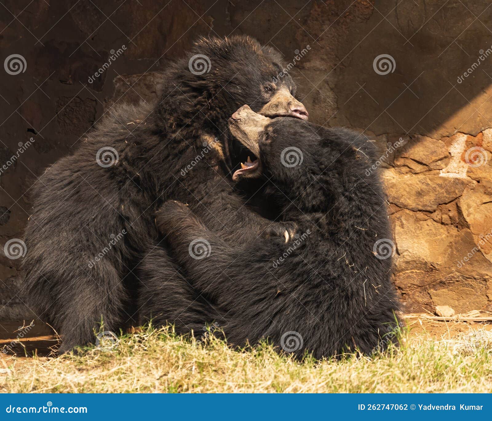Two bears playing stock photo. Image of animal, background - 262747062