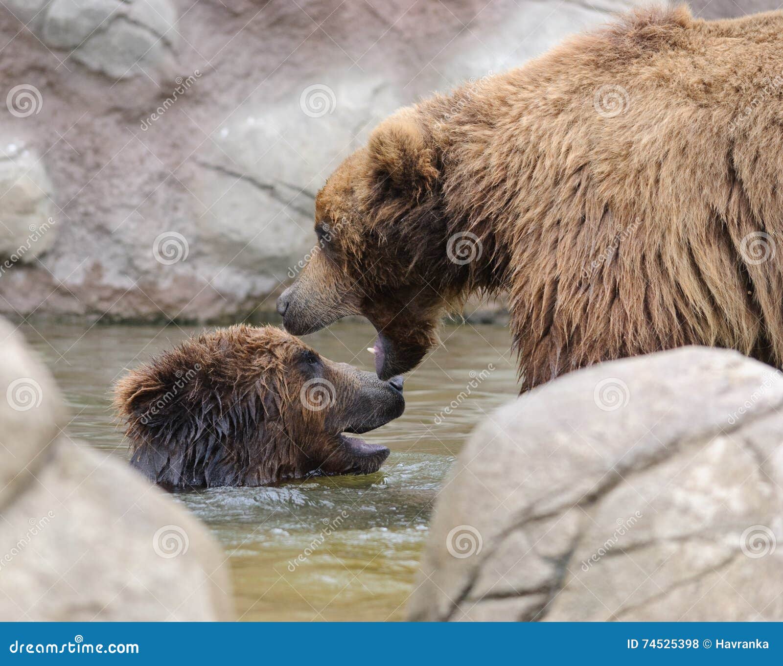 Two Bears Playing in a Water Stock Photo - Image of nature, background ...