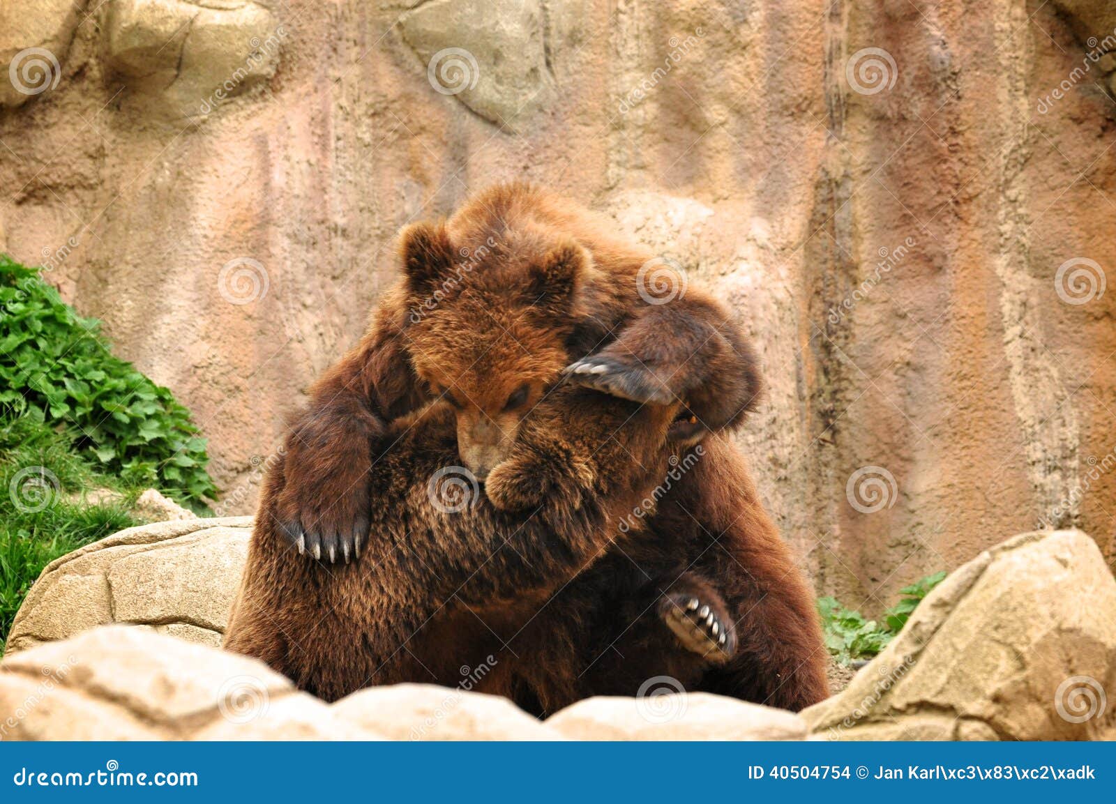 Two bears playing stock photo. Image of foot, teeth, plays - 40504754