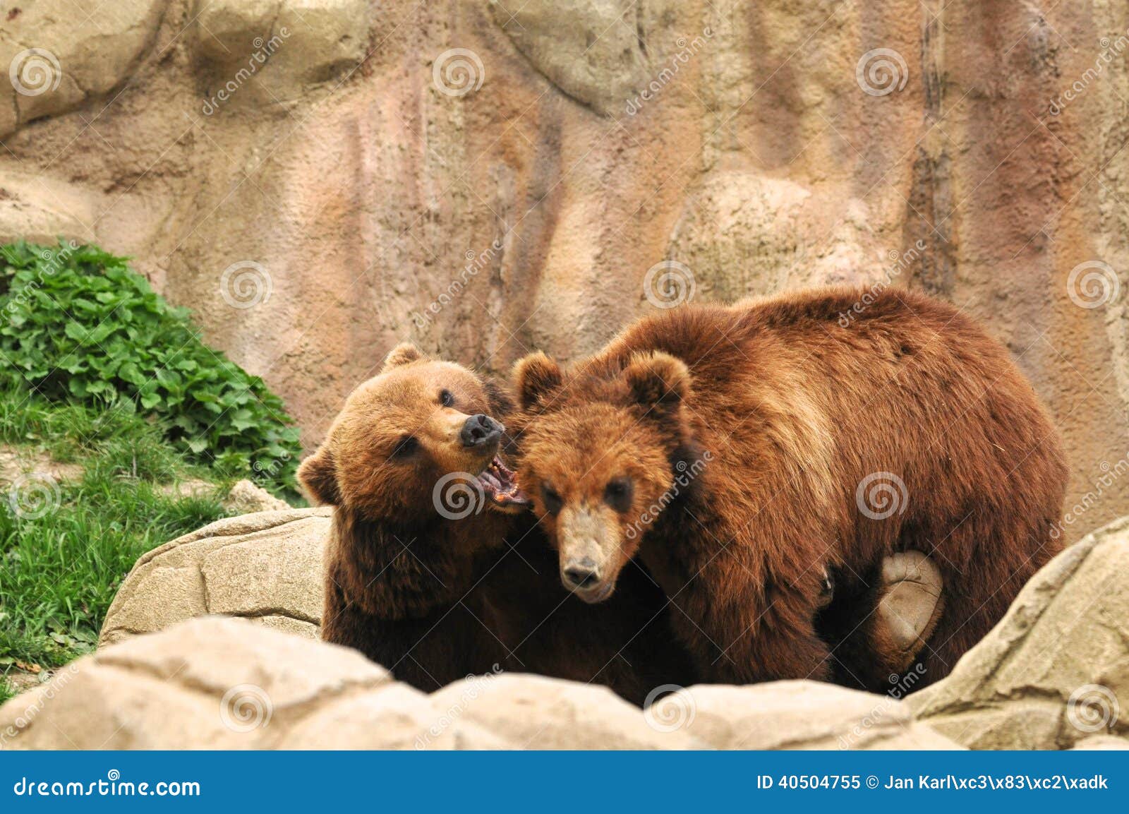 Two Bears Playing