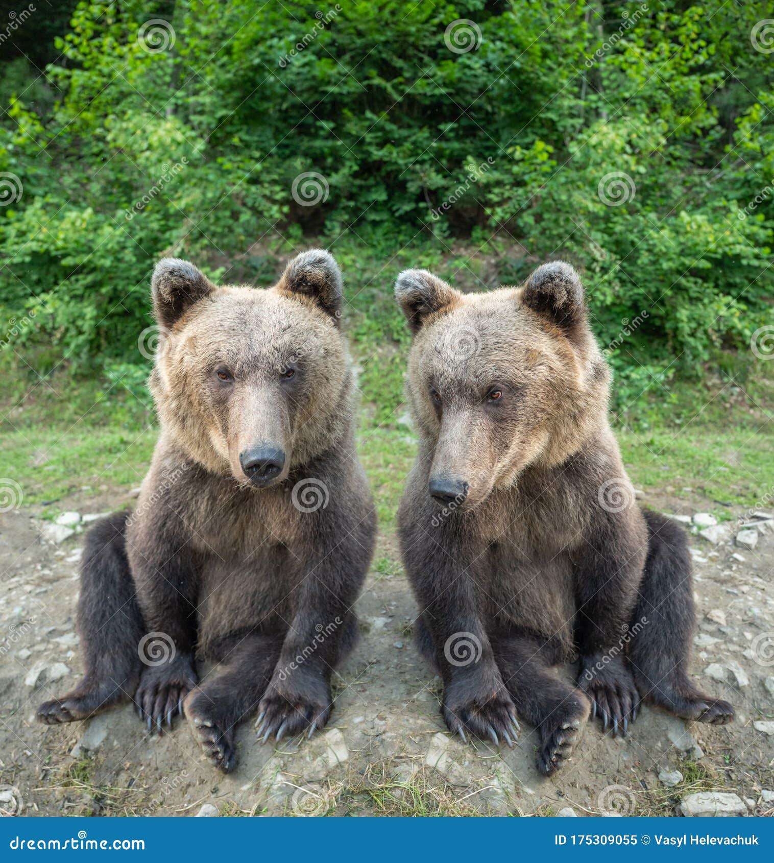 Two Bears are Sitting in a Clearing in the Forest Stock Image - Image ...